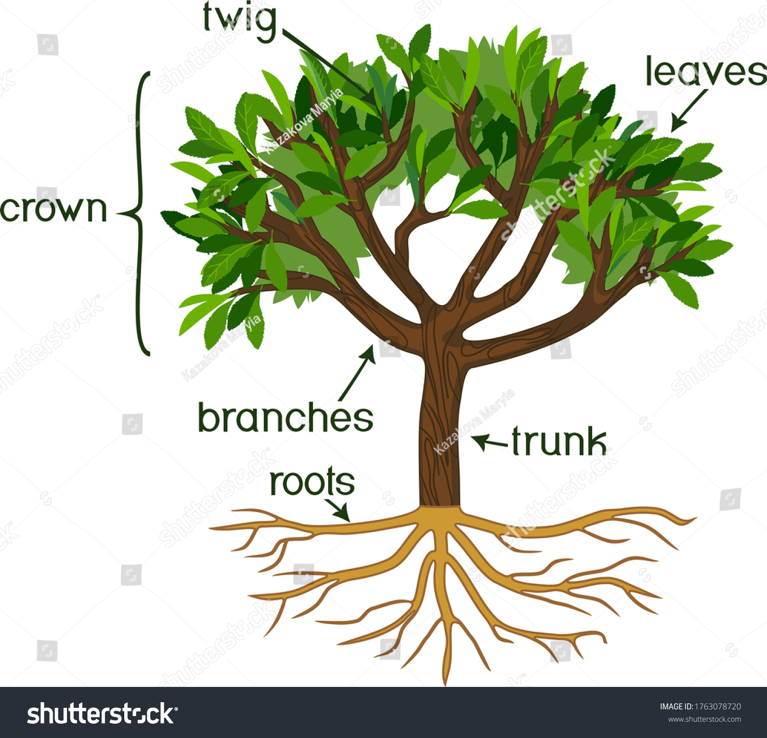 Parts Plant Morphology Tree Green Crown Stock Vector (Royalty Free ... Parts Plant Morphology Tree Green Crown Stock Vector (Royalty Free ...