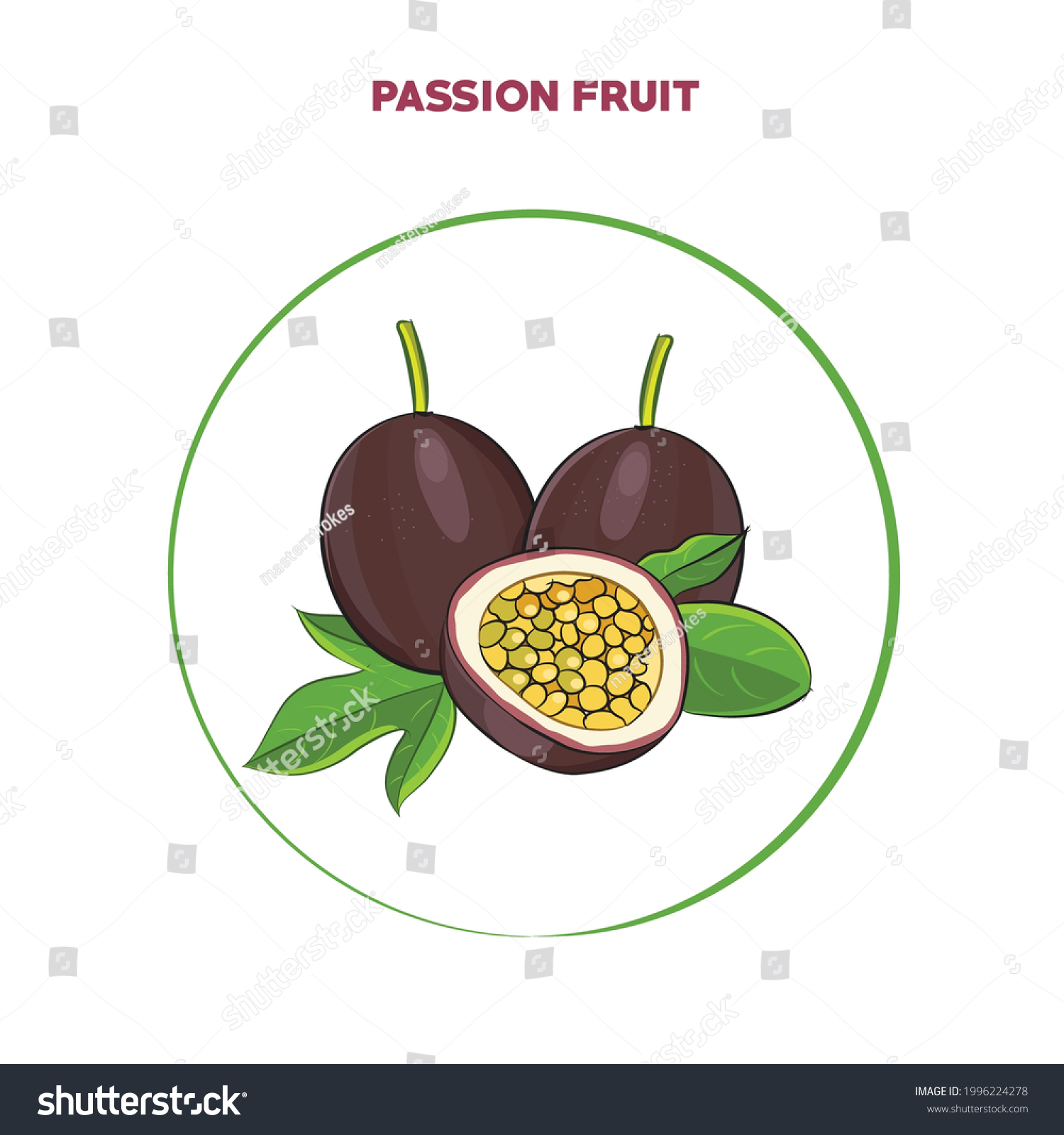 Passion Fruit Line Drawing Vector Illustration Stock Vector Royalty