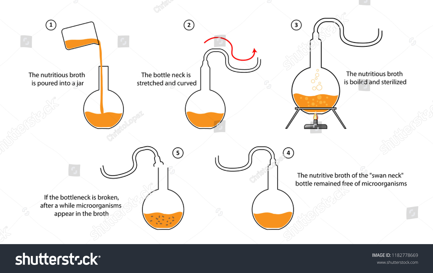 Biogénesis Images, Stock Photos & Vectors | Shutterstock
