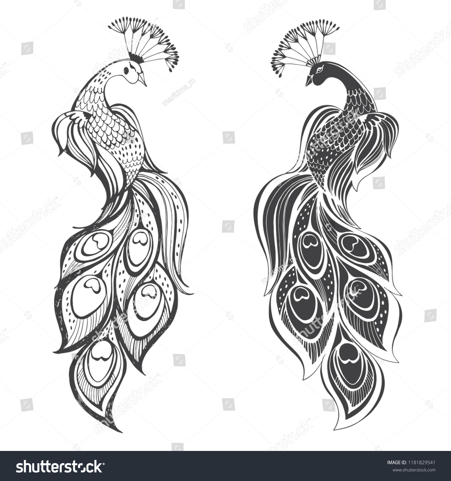 Peacocks Ilustración Vectorial Dos Variantes Elementos Vector De