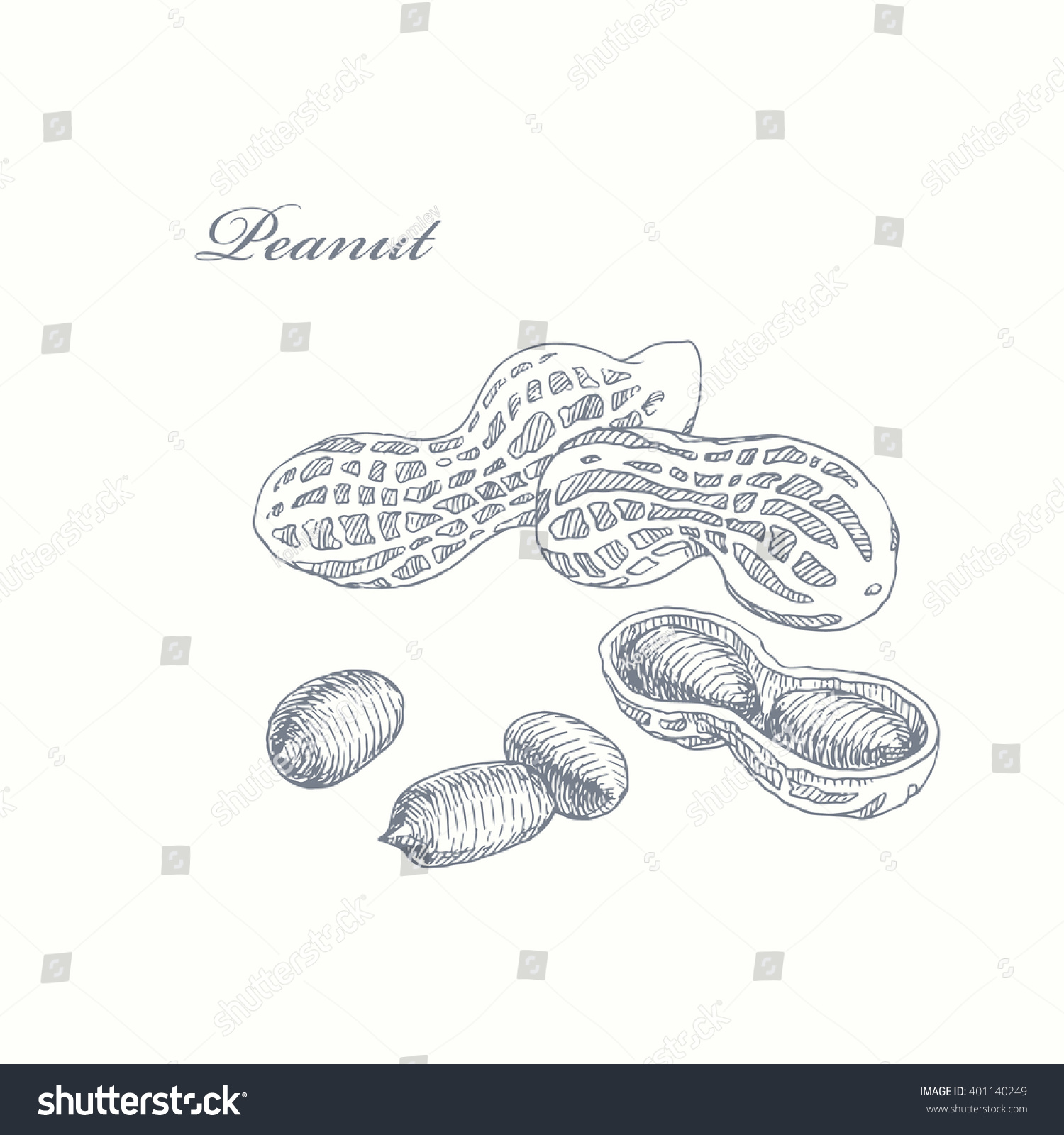 Peanut Graphic Illustration Stock Vector (Royalty Free) 401140249 ...