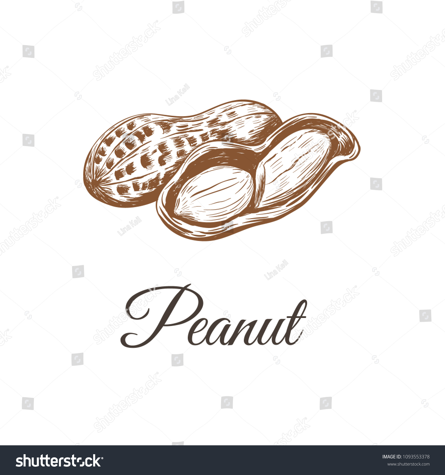 Peanuts Sketch Drawing Peanut Vector Illustration: стоковая векторная ...