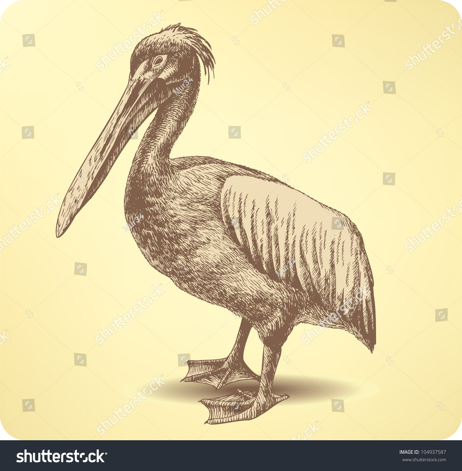 Pelican Bird Hand Drawing Vector Illustration Stock Vector (Royalty ...