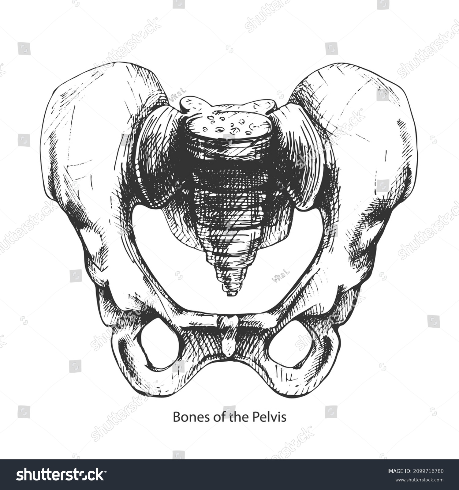 Pelvic Bones Graphic Drawing Vector Sketch Stock Vector (Royalty Free ...