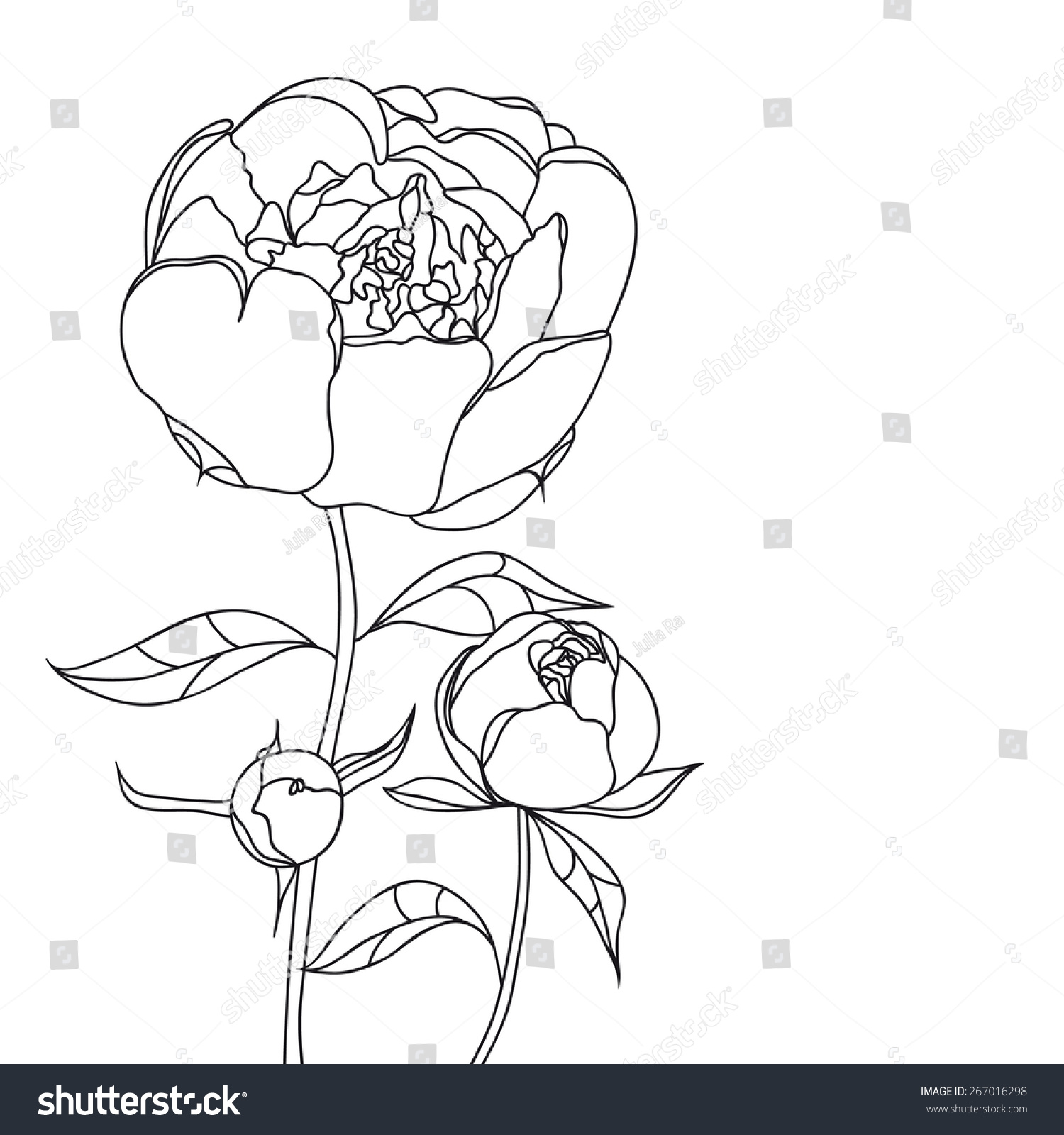 Peonies Sketch Vector: เวกเตอร์สต็อก (ปลอดค่าลิขสิทธิ์) 267016298 ...