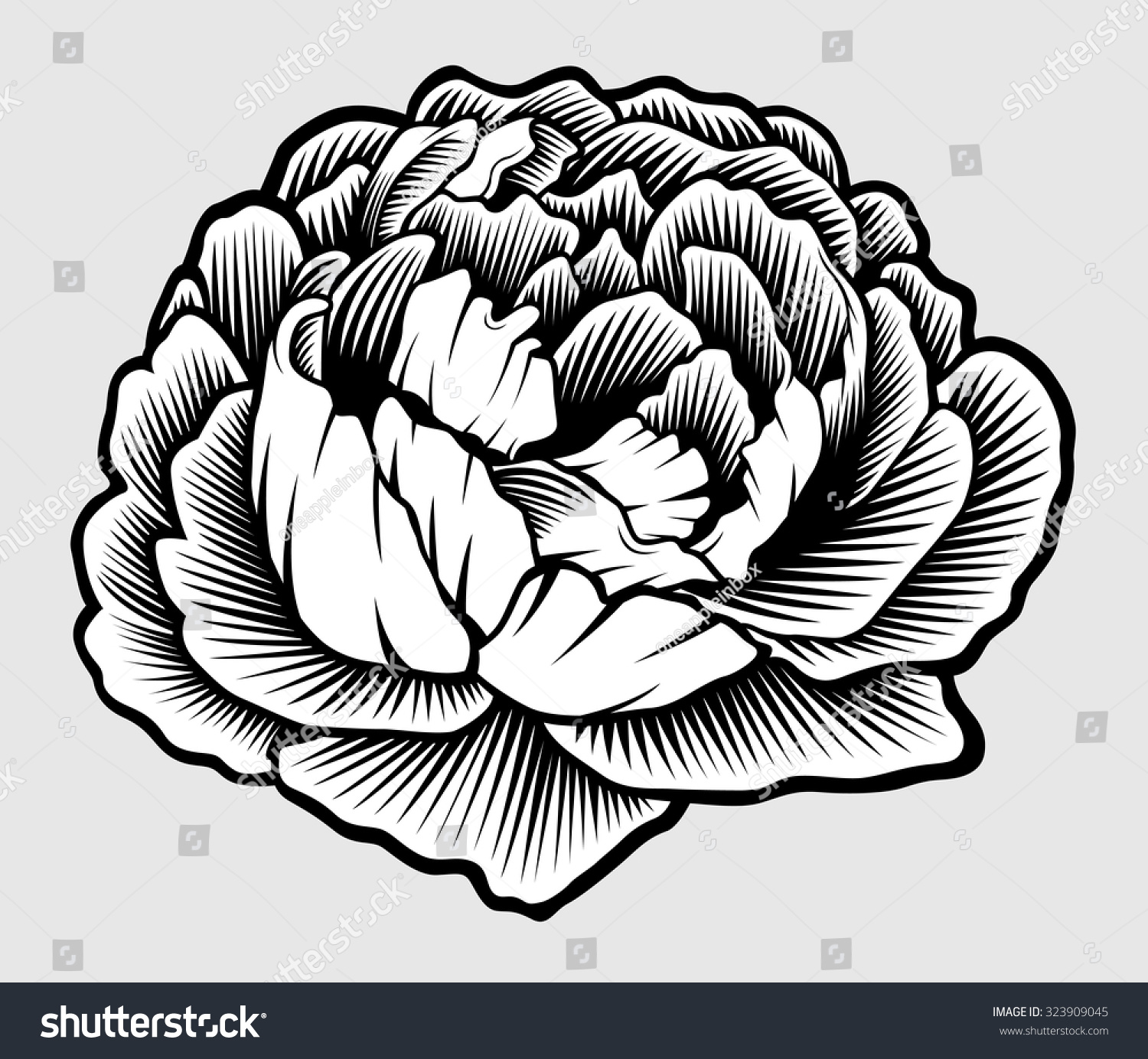 Peony Detailed Vector Illustration Stock Vector (Royalty Free ...