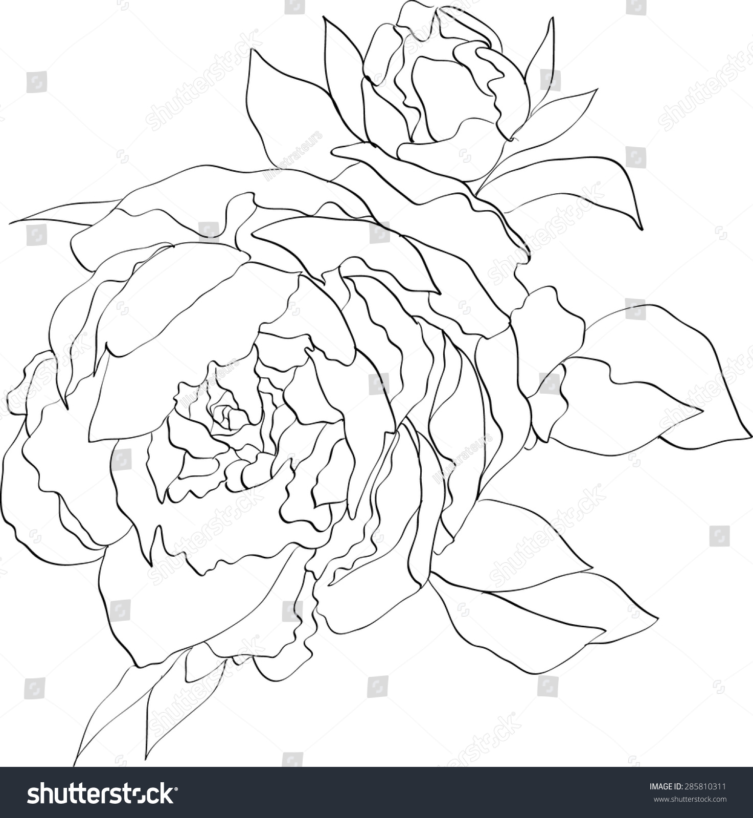 Peony Line Art Vector Stock Vector 285810311 - Shutterstock