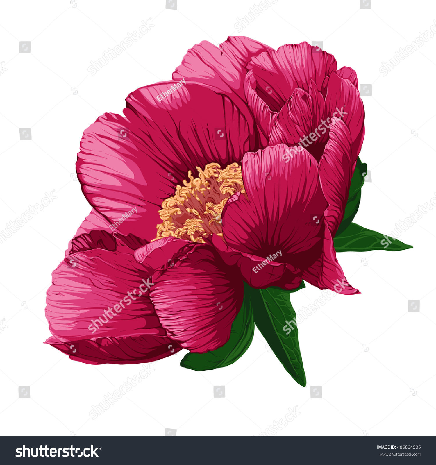 Peony Vector Illustration Stock Vector (Royalty Free) 486804535