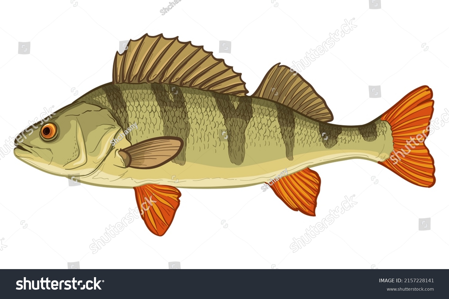 Perch Fish Isolated On White Background Stock Vector (Royalty Free ...