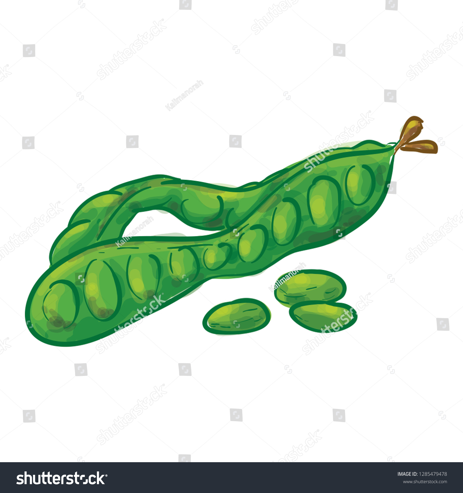 Petai Vector Illustration: เวกเตอร์สต็อก (ปลอดค่าลิขสิทธิ์) 1285479478