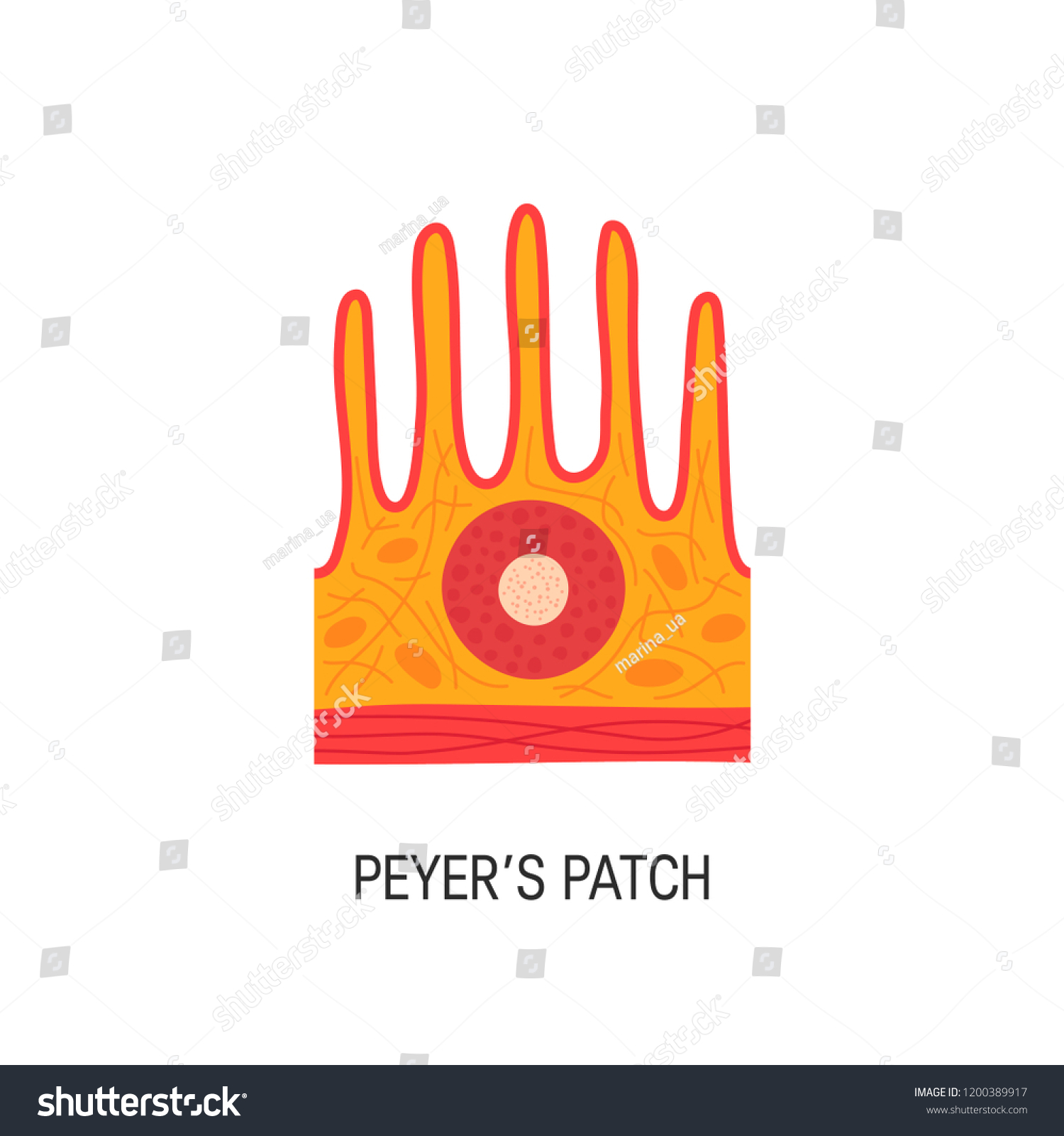 Peyers Patch Vector Illustration Simple Icon Stock Vector (Royalty Free ...
