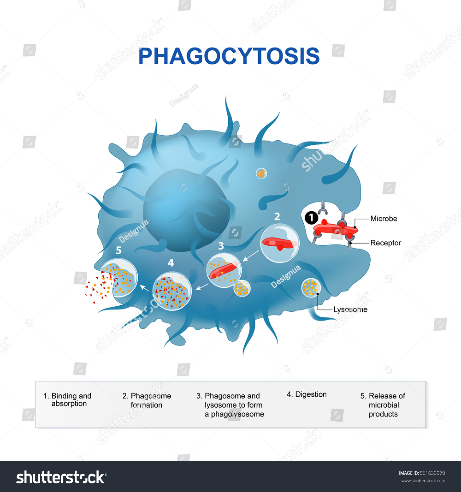314 Pathogen phagocytosis Images, Stock Photos & Vectors | Shutterstock