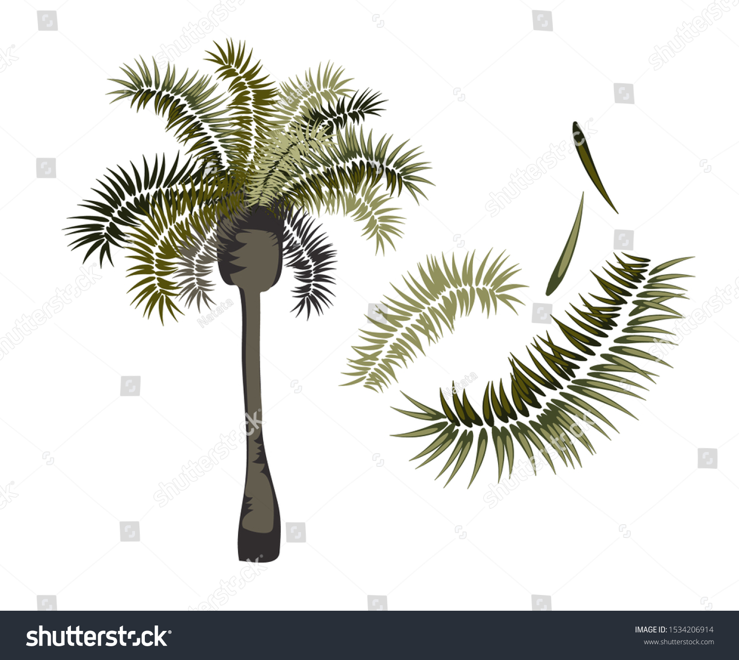 Phoenix Palm Vector Cartoon Tree Set: vector de stock (libre de ...