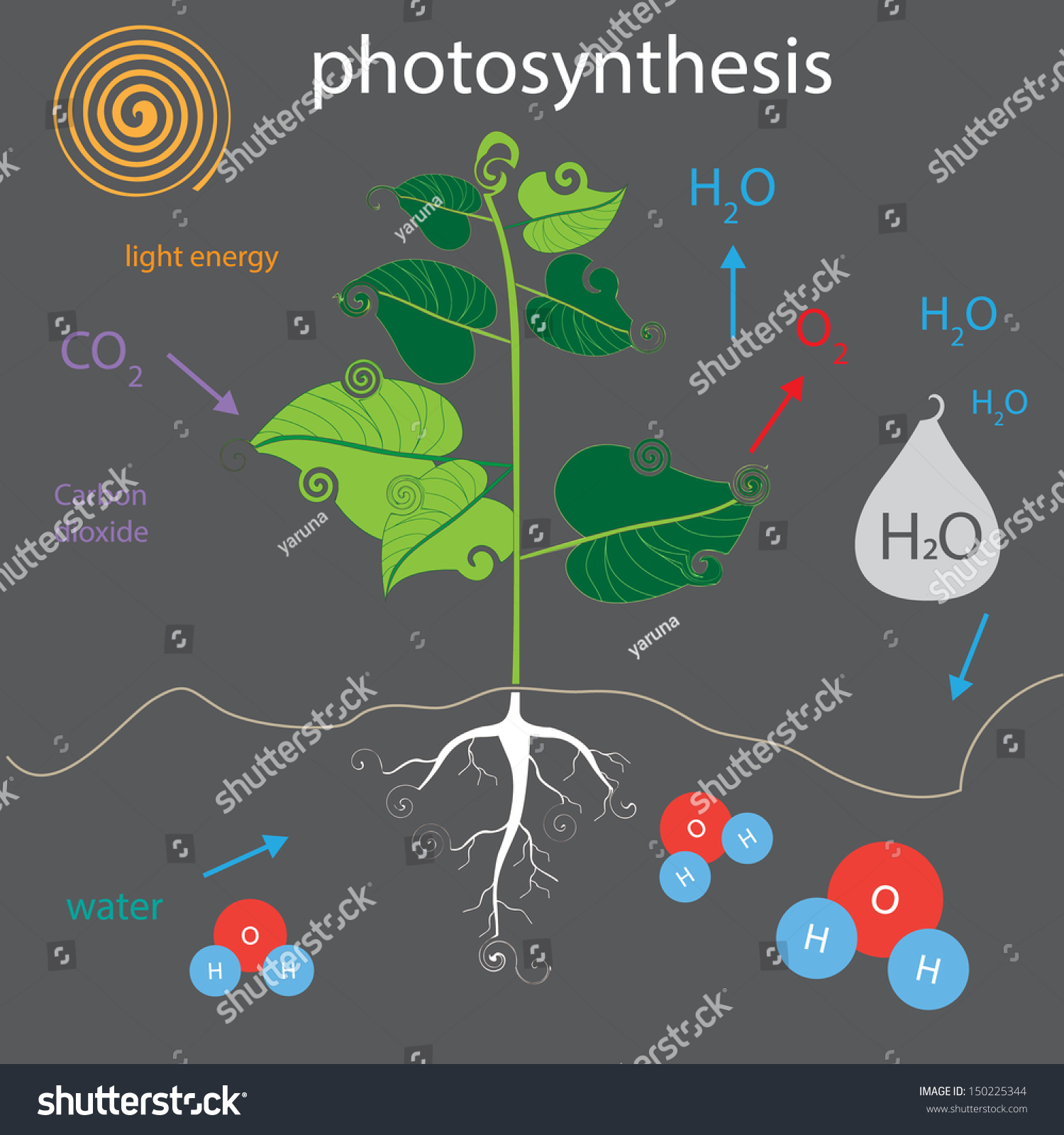 Photosynthesis Stock Vector (Royalty Free) 150225344 | Shutterstock