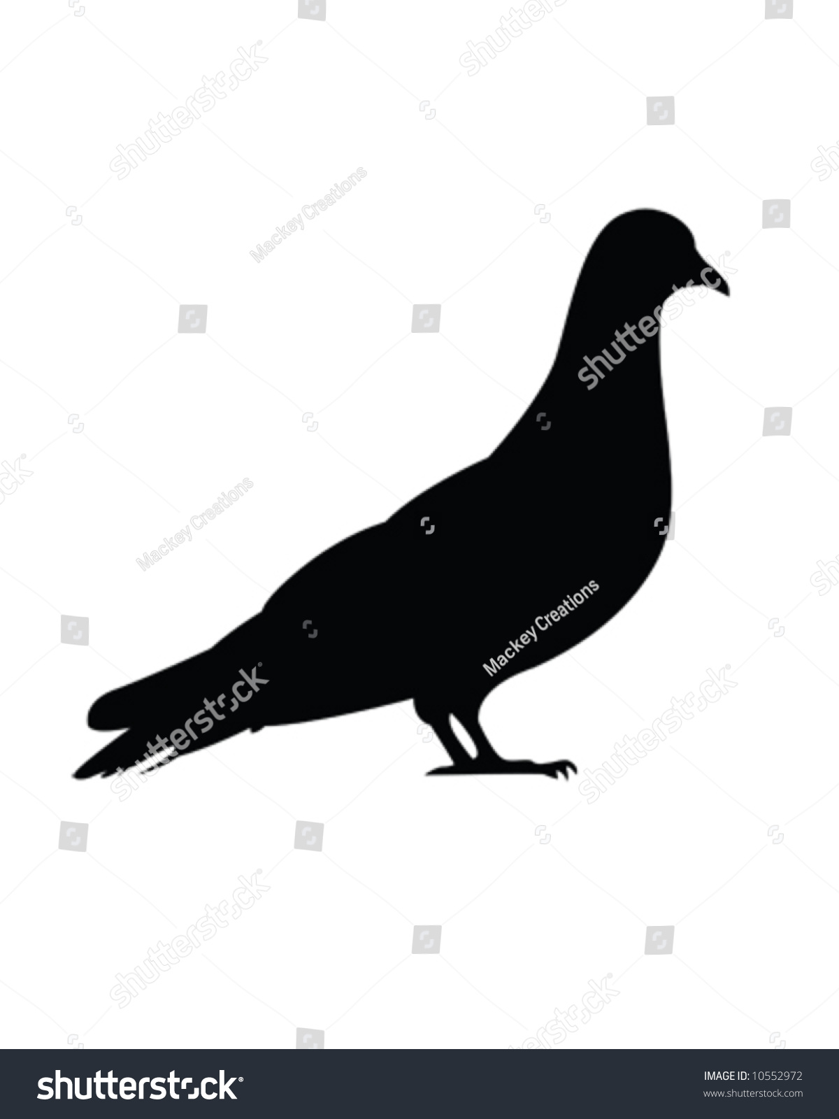Pigeon Vector Illustration Stock Vector 10552972 - Shutterstock