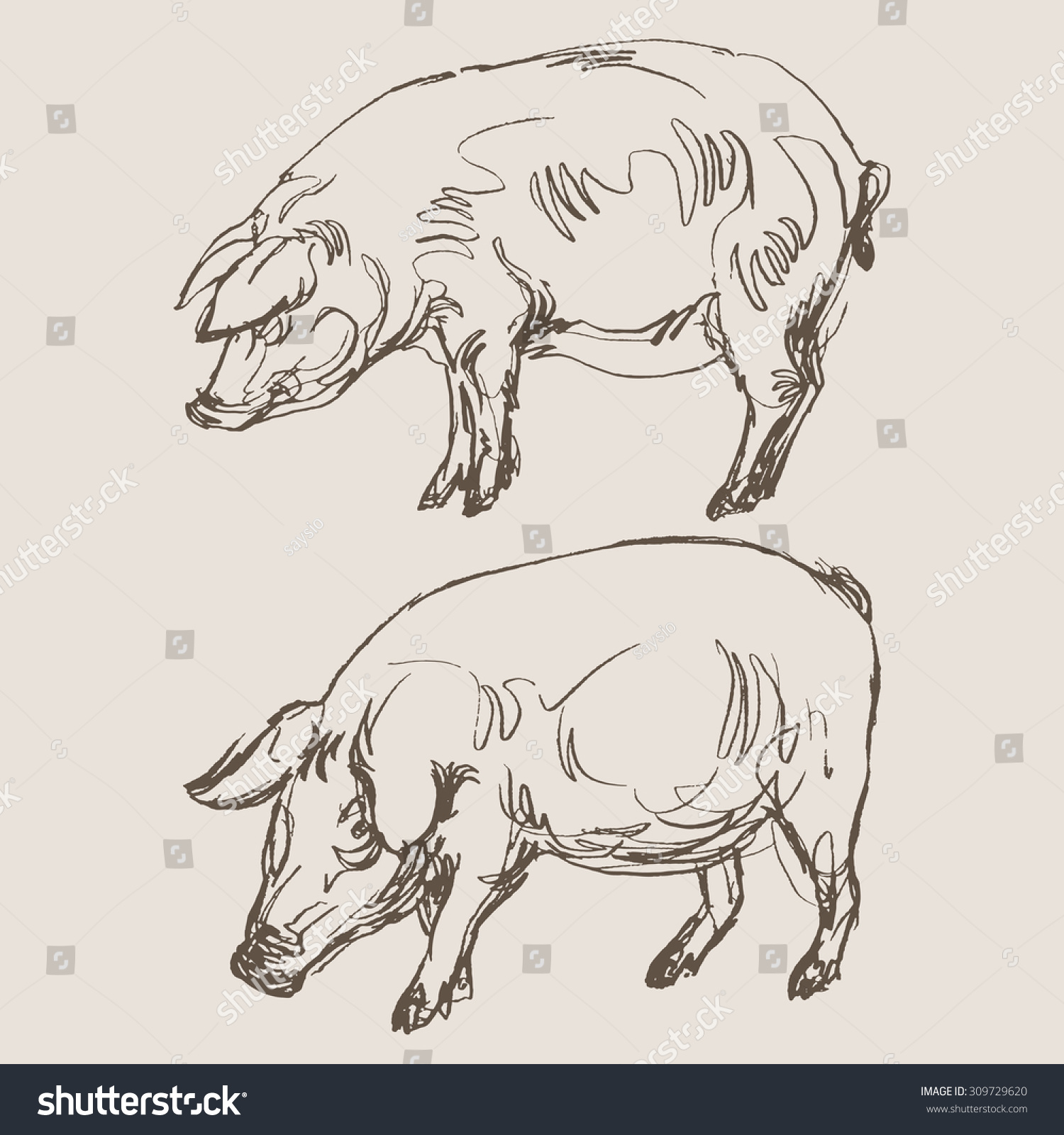 Pigs Vector Hand Draw Sketch Stock Vector 309729620 - Shutterstock