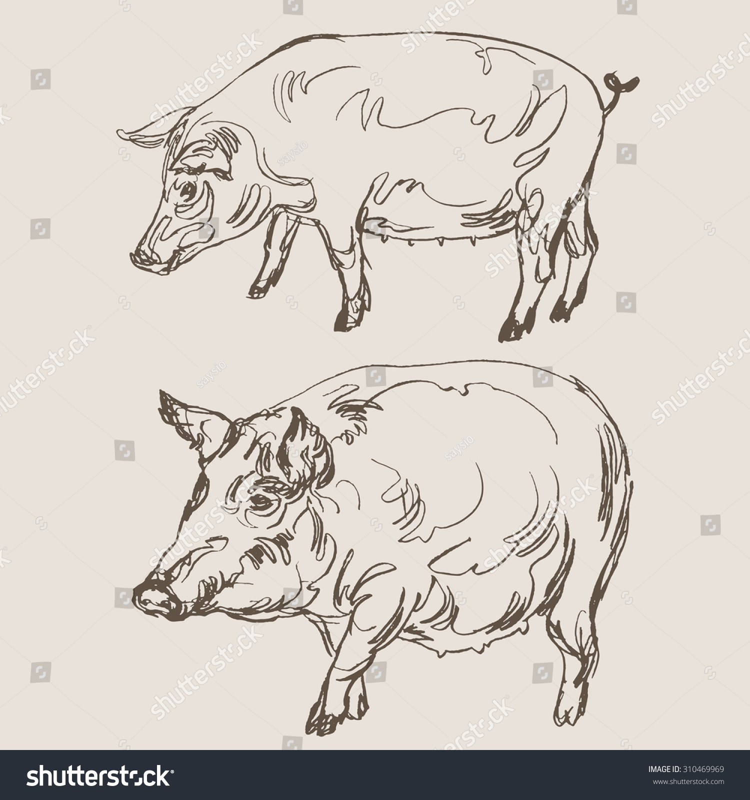 Pigs Vector Hand Draw Sketch: เวกเตอร์สต็อก (ปลอดค่าลิขสิทธิ์) 310469969