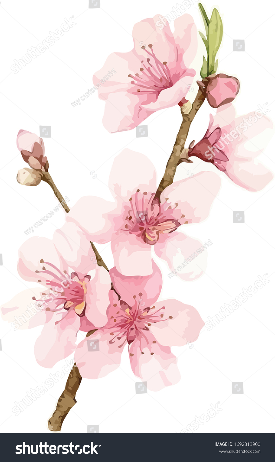 Pink Cherry Blossom Pattern Illustration Stock Vector (Royalty Free ...