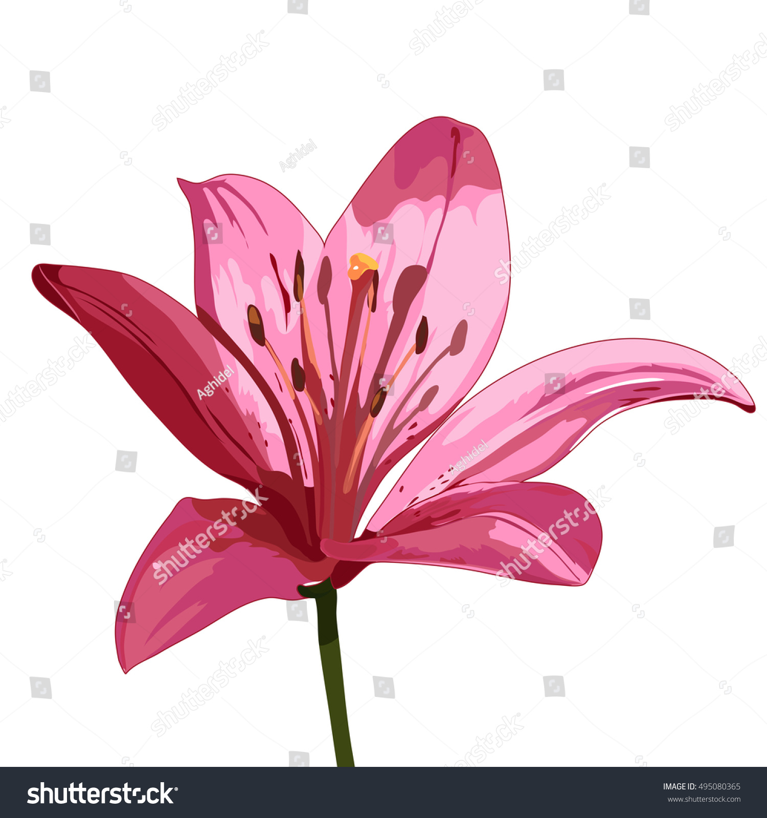 Pink Lily Vector Isolated Image Stock Vector (Royalty Free) 495080365