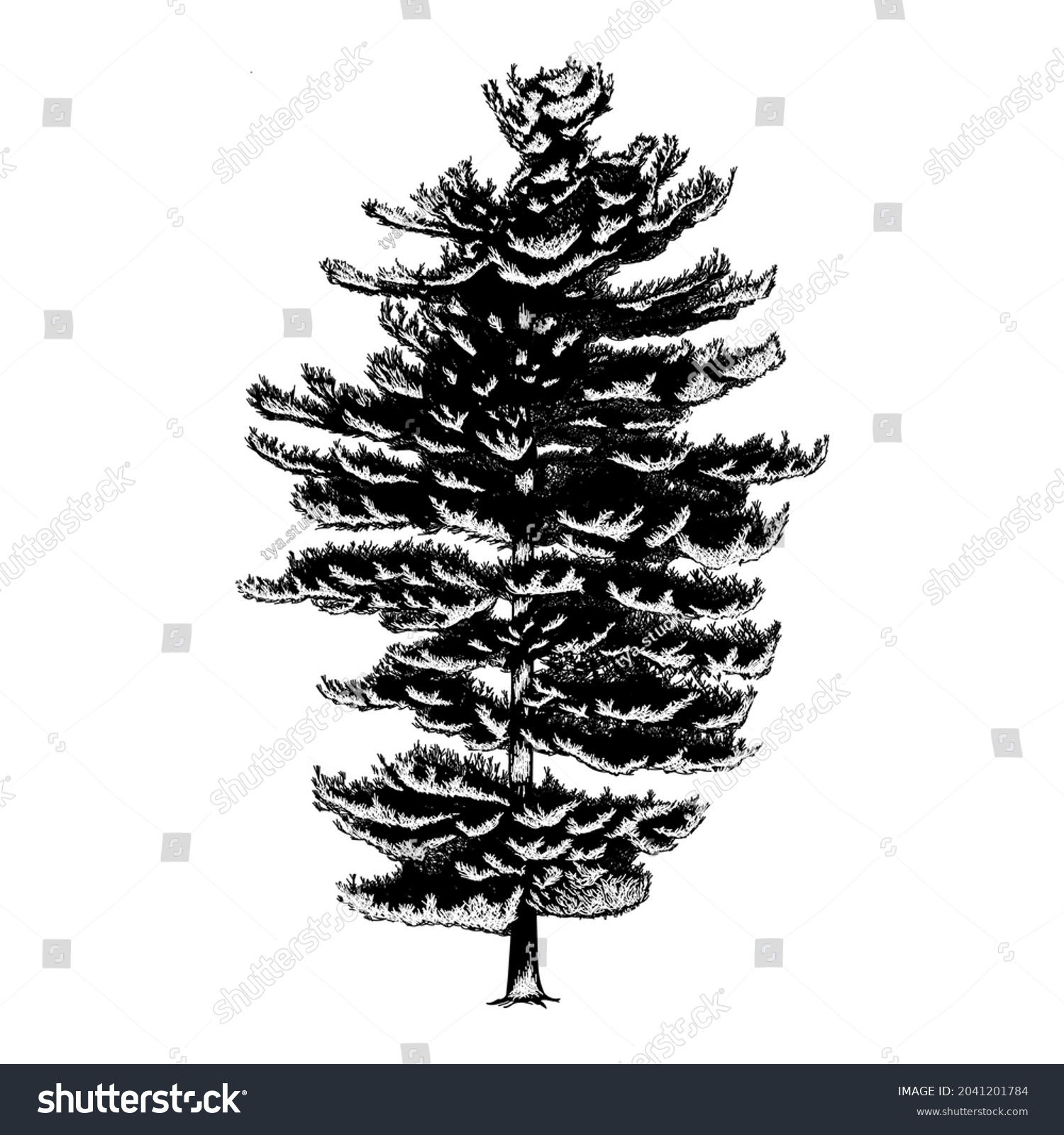 Pinus Strobus Eastern White Pine Tree Stock Vector (Royalty Free ...