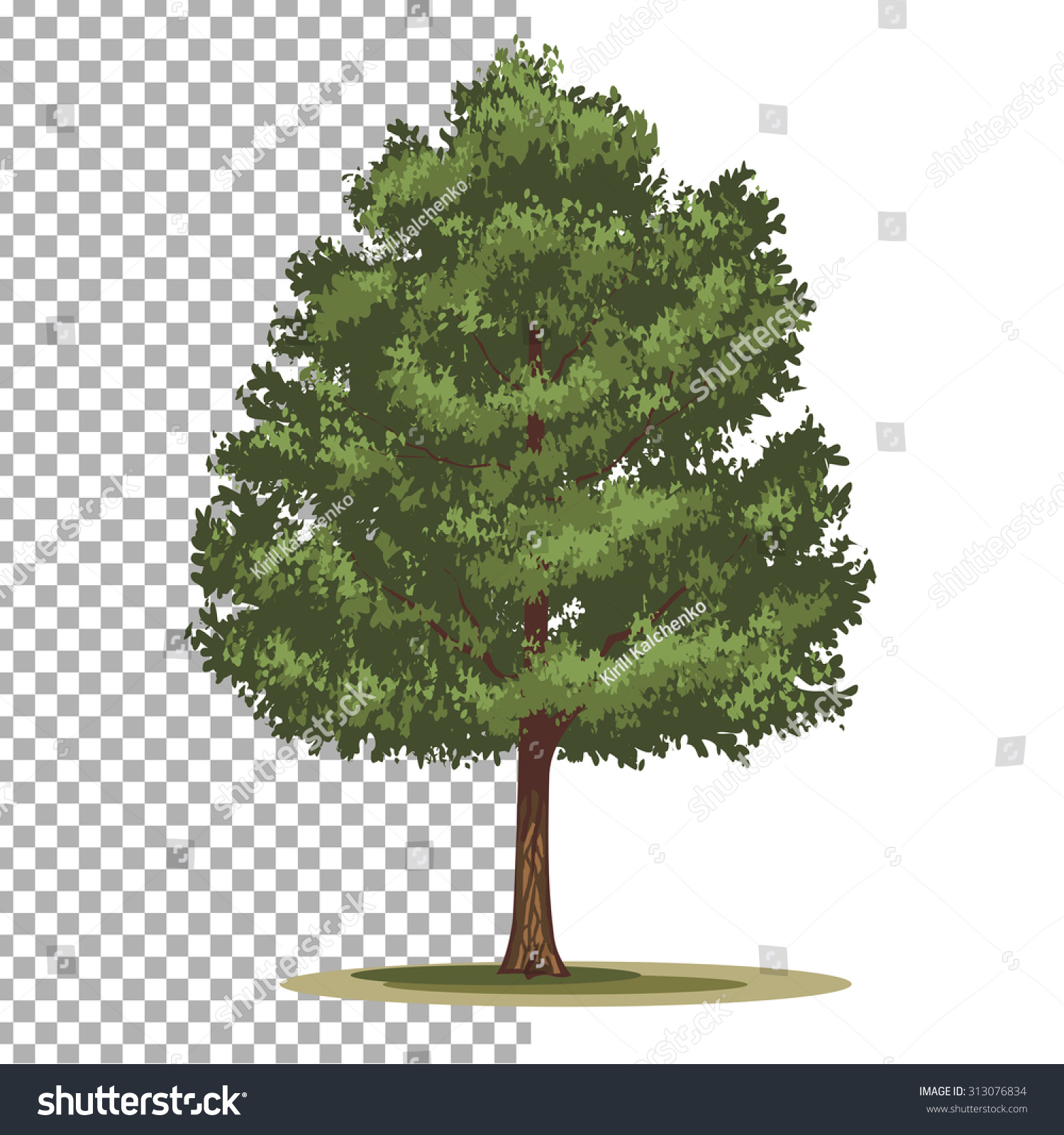 Pinyon Pine Tree Isolated Vector Tree Stock Vector (Royalty Free ...
