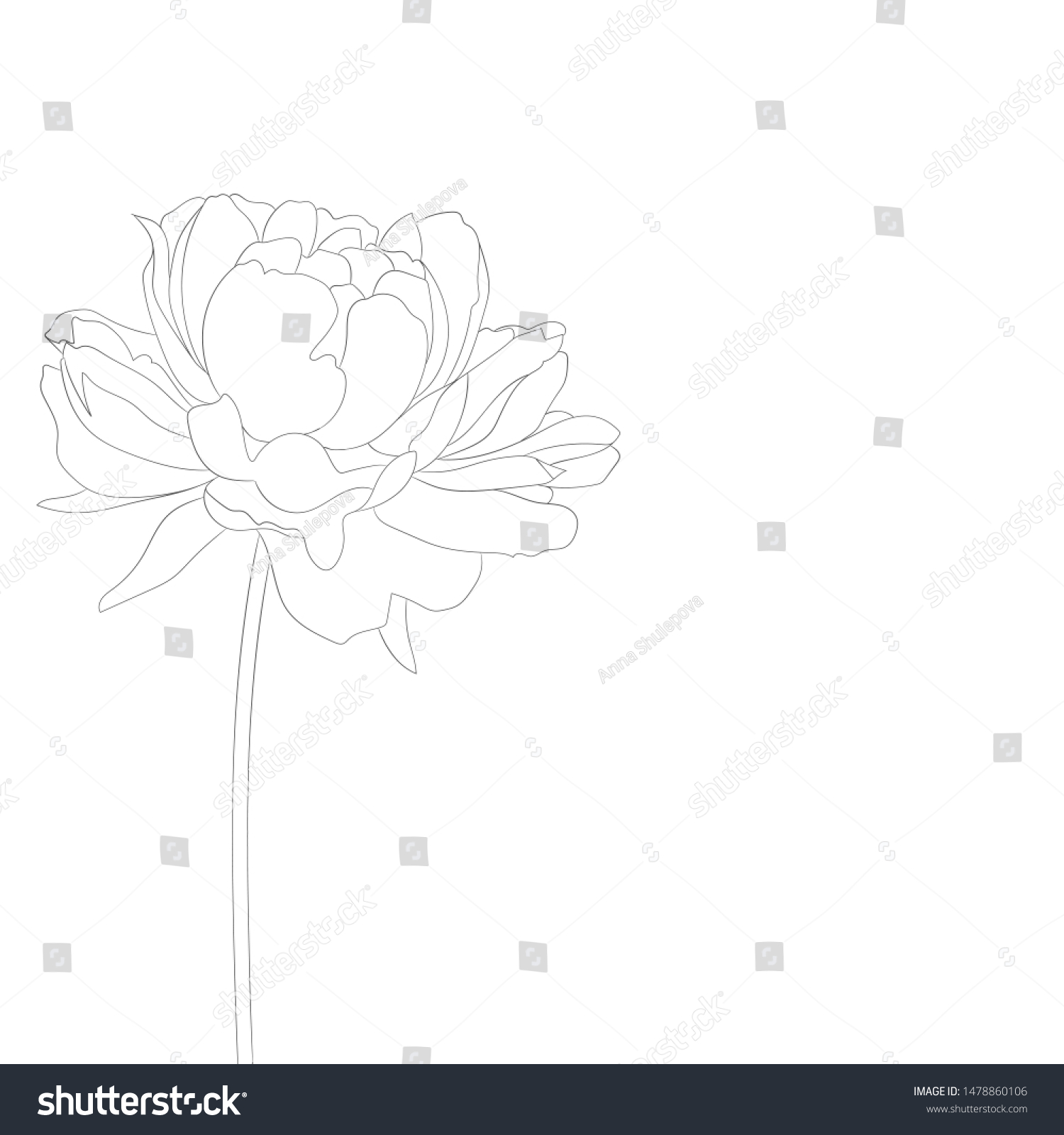 Pion Line Drawing Vector Illustration Stock Vector (Royalty Free ...