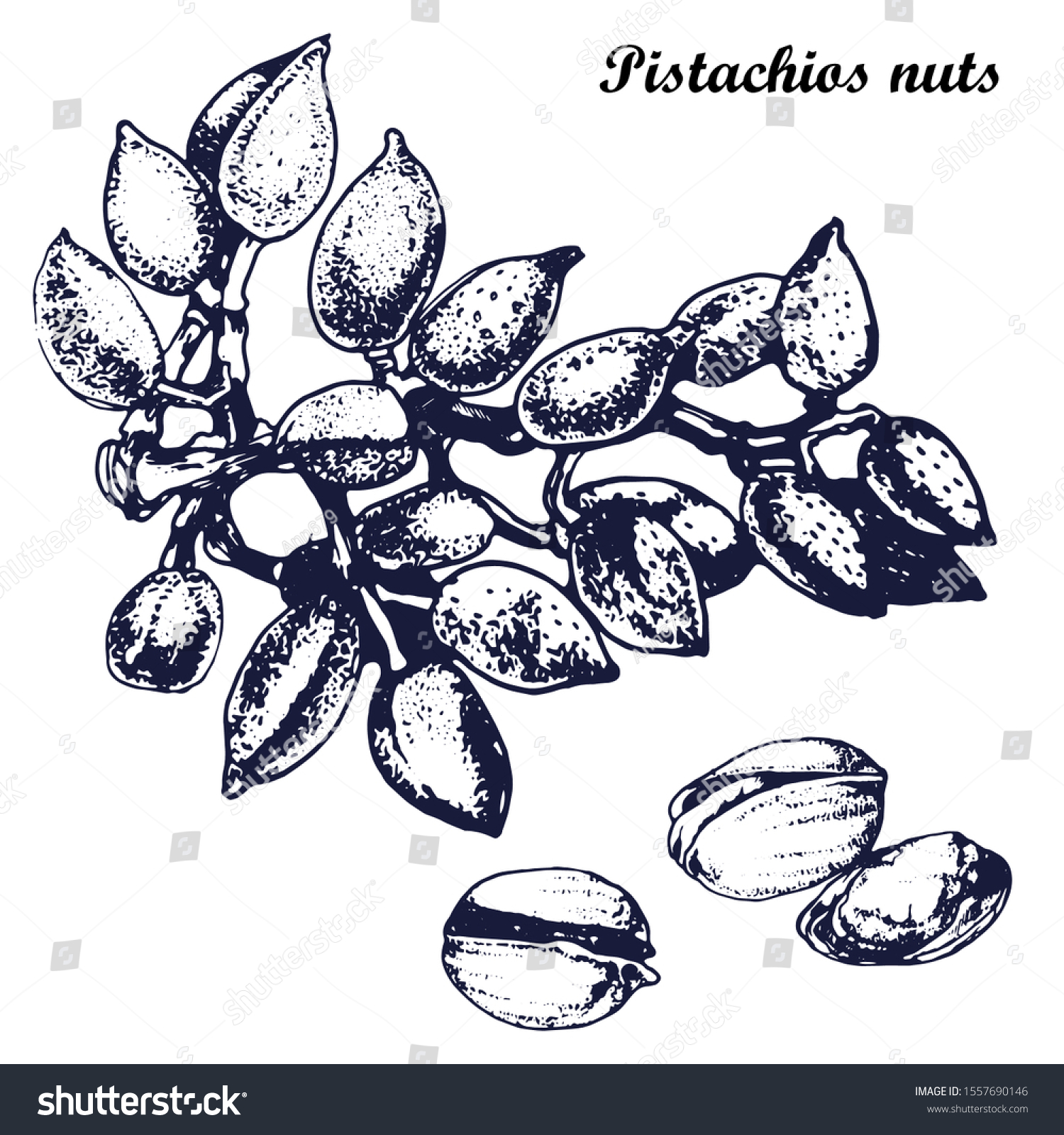 Pistachio Nuts Hand Drawing Isolated On Stock Vector (Royalty Free ...