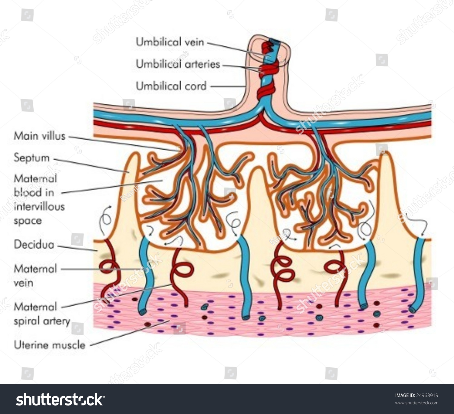 Placenta Chorionic Villi Labeled Stock Vector 24963919 - Shutterstock