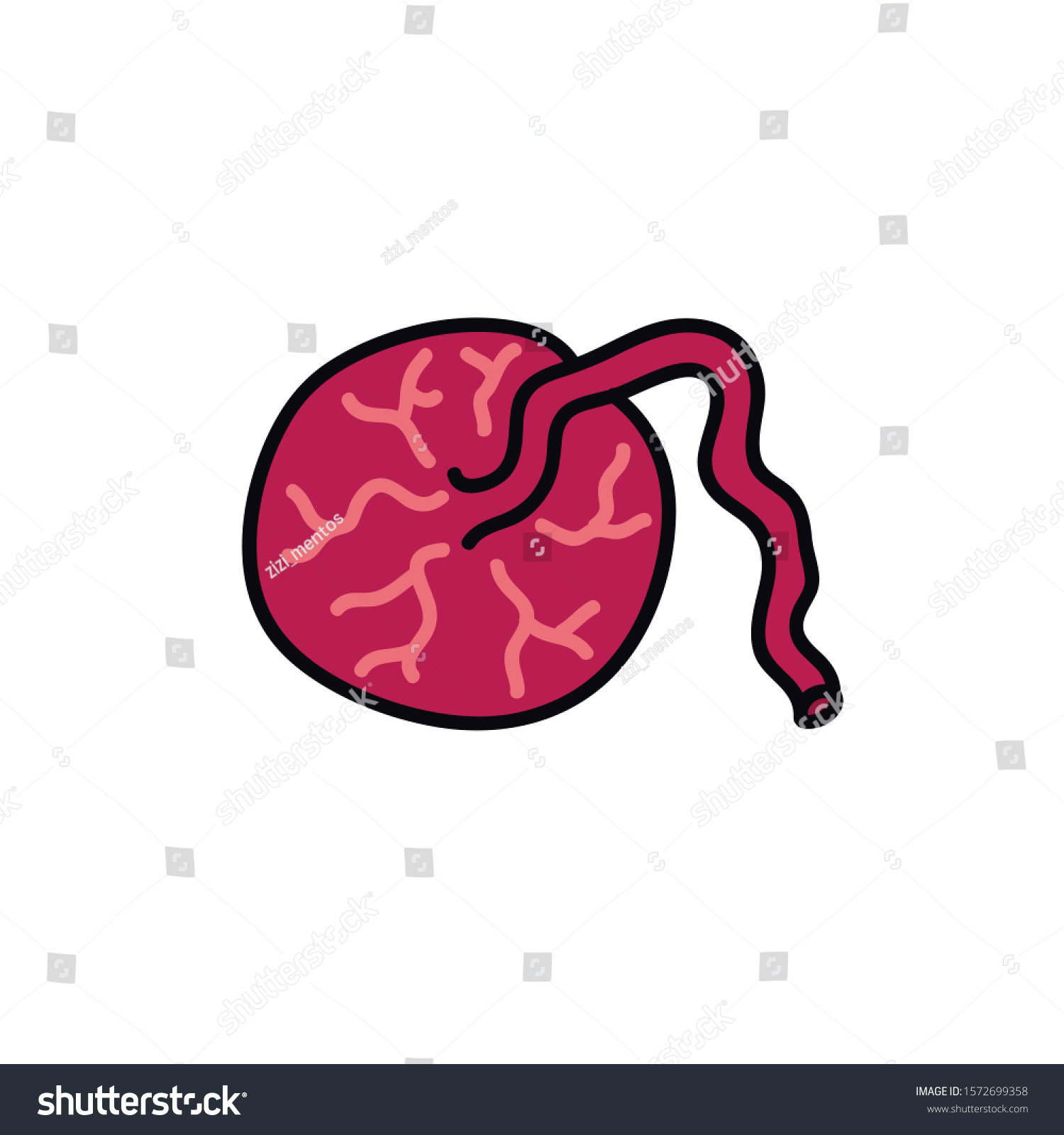 Placenta illustration 4,263 รายการ ภาพ ภาพสต็อกและเวกเตอร์ | Shutterstock