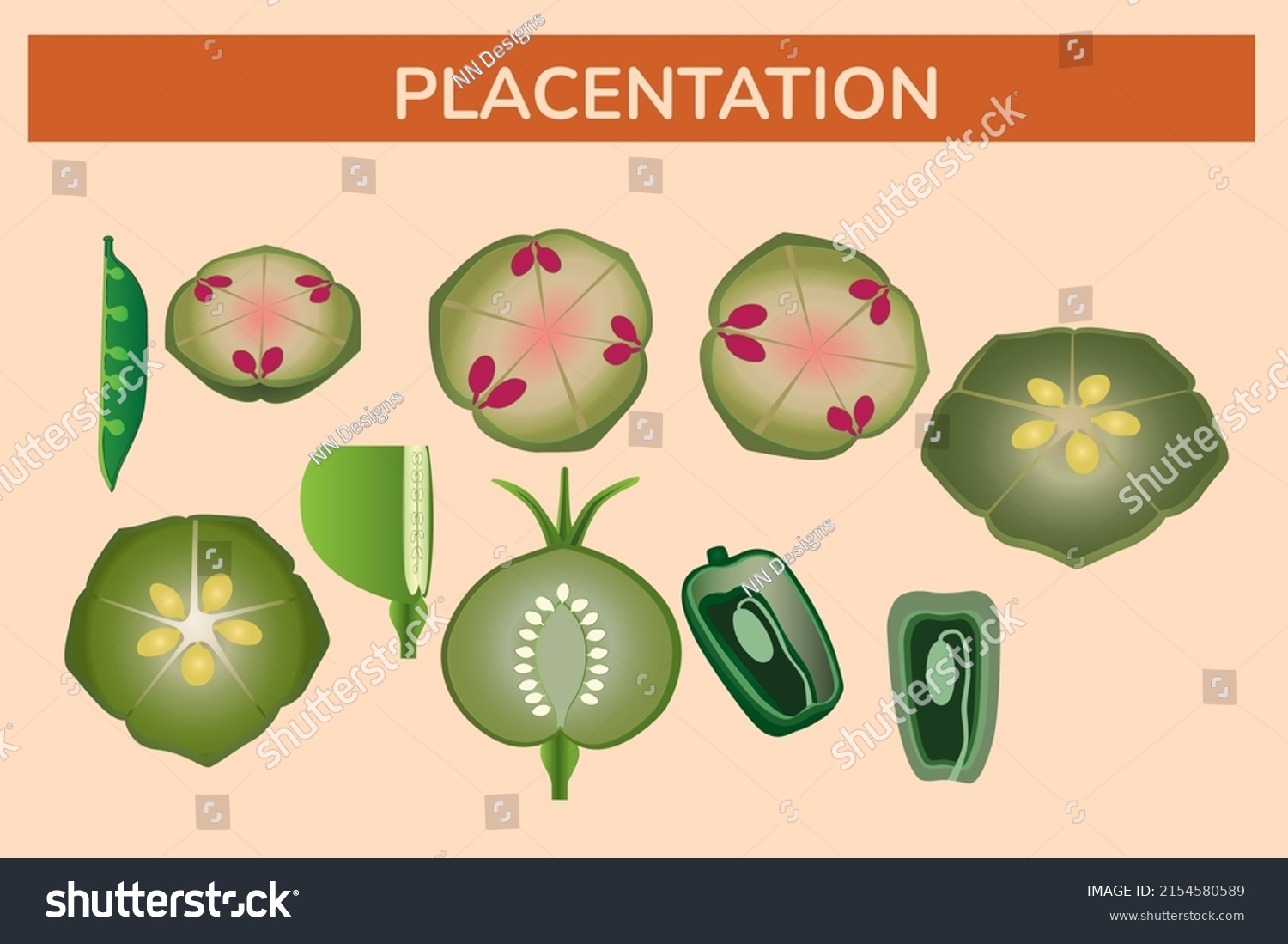 Placentación de diferentes tipos de ilustración: vector de stock (libre ...