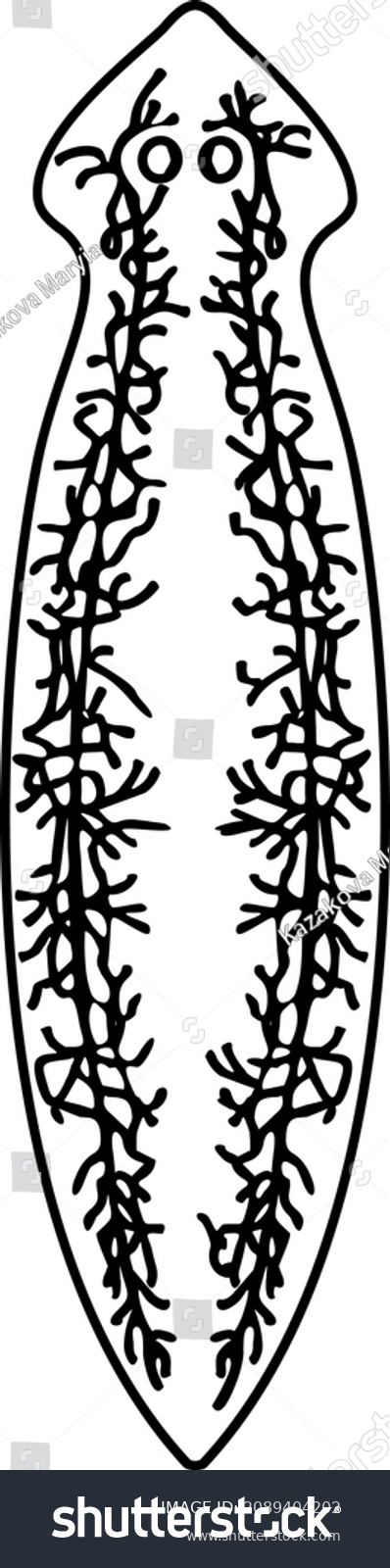 Planaria Excretory System Protonephridia Stock Vector (Royalty Free ...