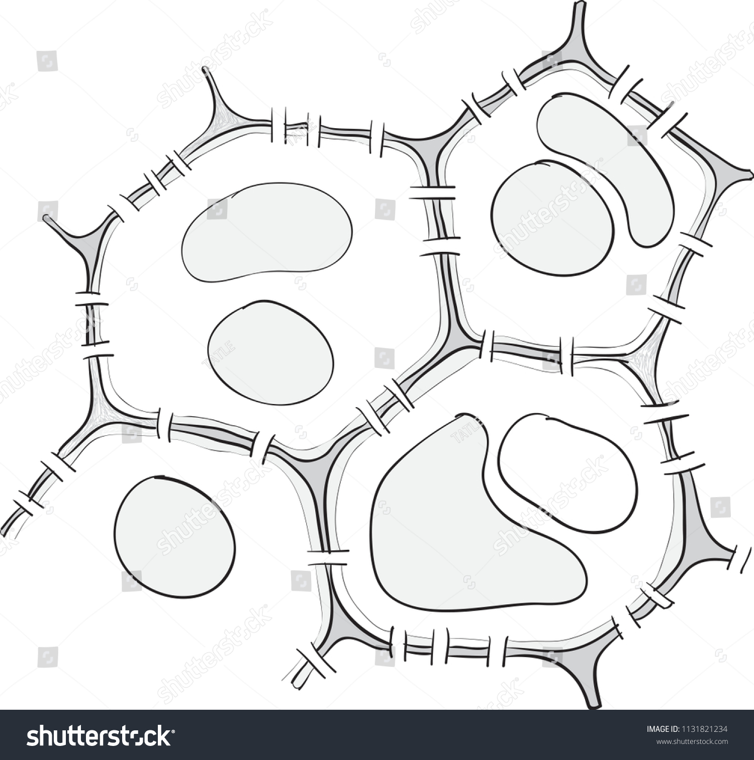 Plant Cell Plasmodesmata Stock Vector (Royalty Free) 1131821234