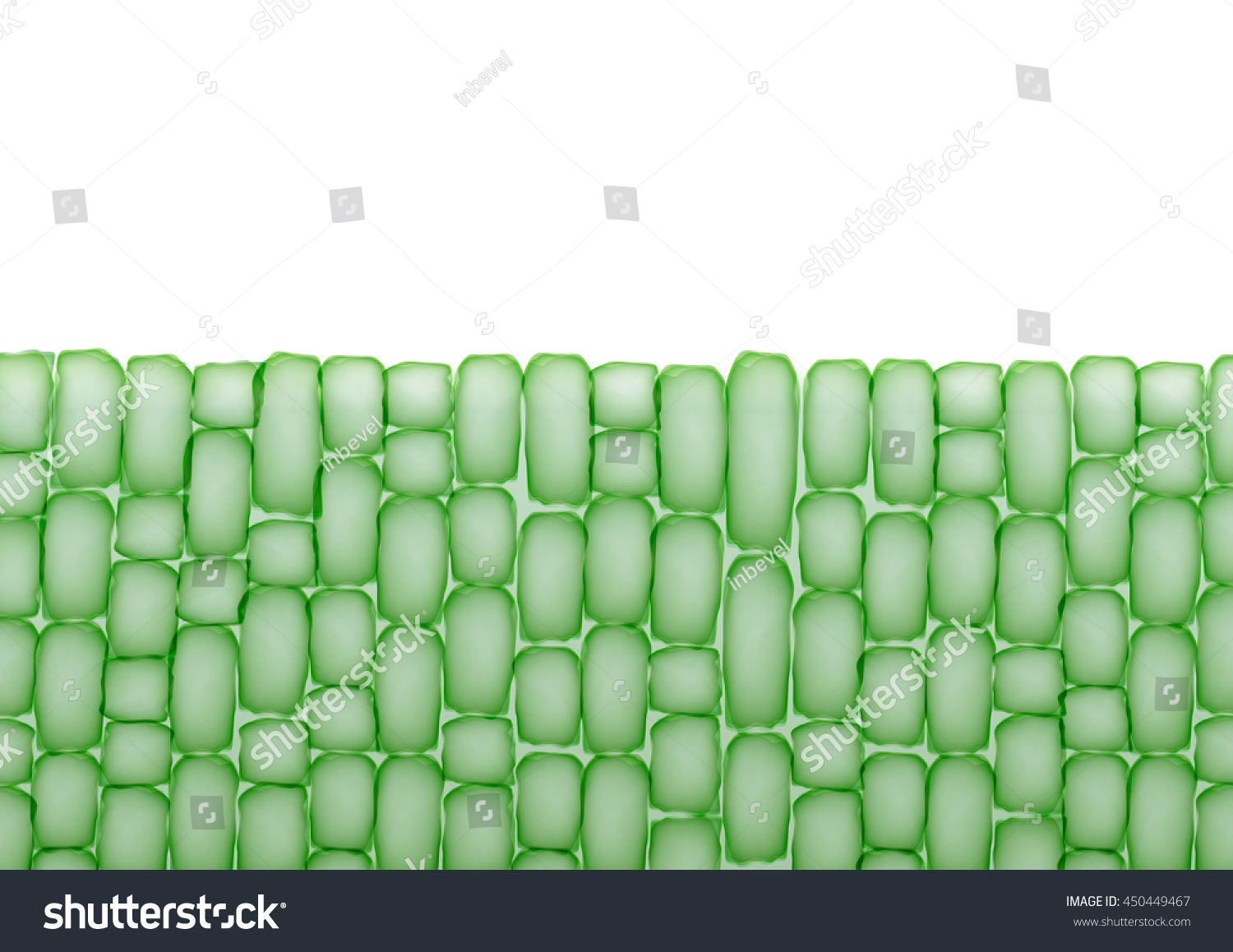 Plant Cellstissue Pattern On White Background Stock Vector (Royalty ...