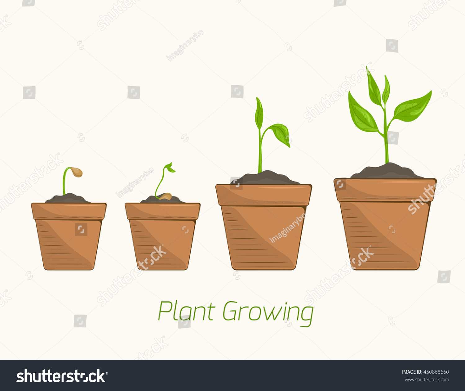 Vektor Stok Plant Growing Life Cycle Phases Evolution (Tanpa Royalti ...