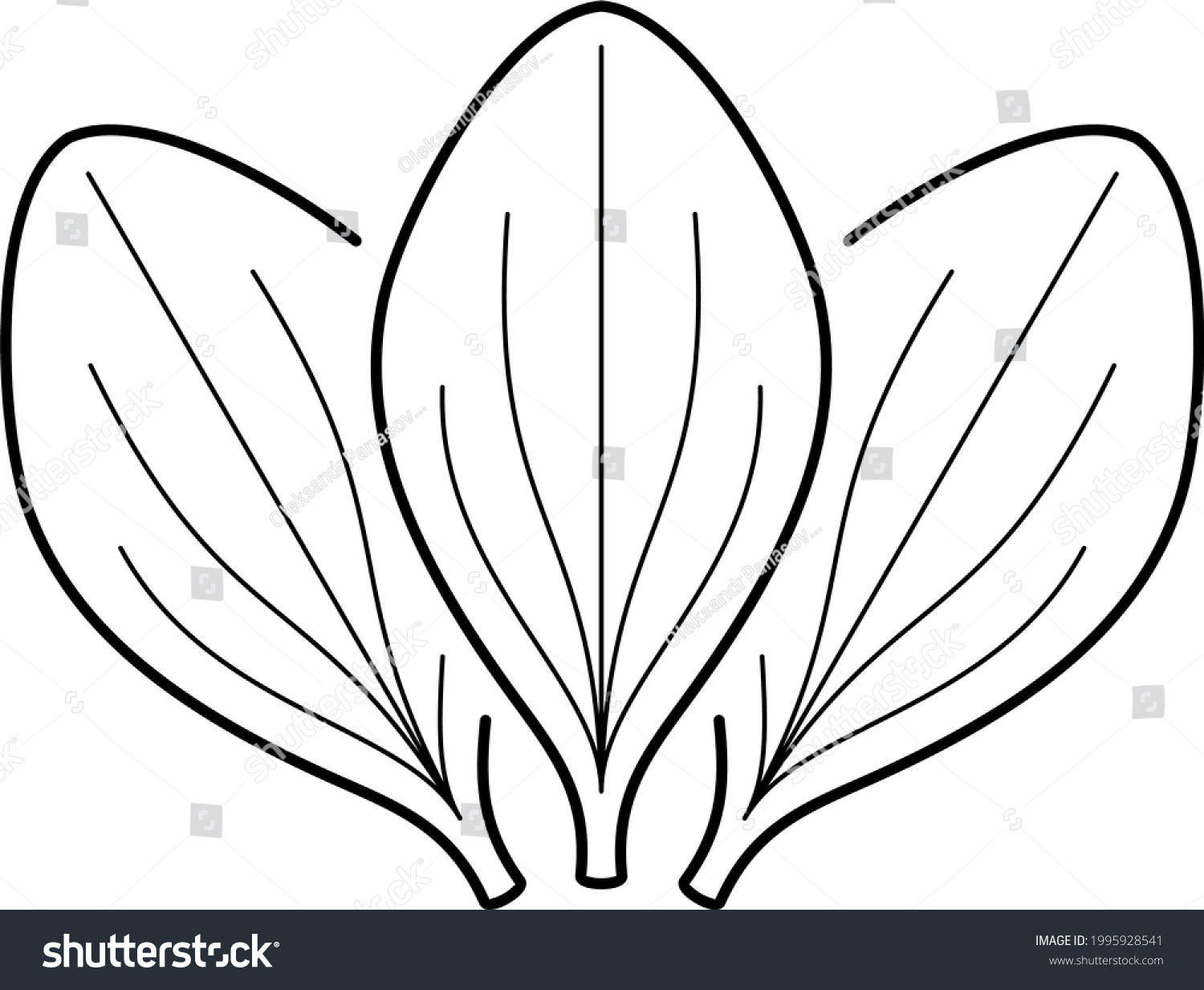 Plantain Grass Vector Outline Illustration Stock Vector (Royalty Free ...