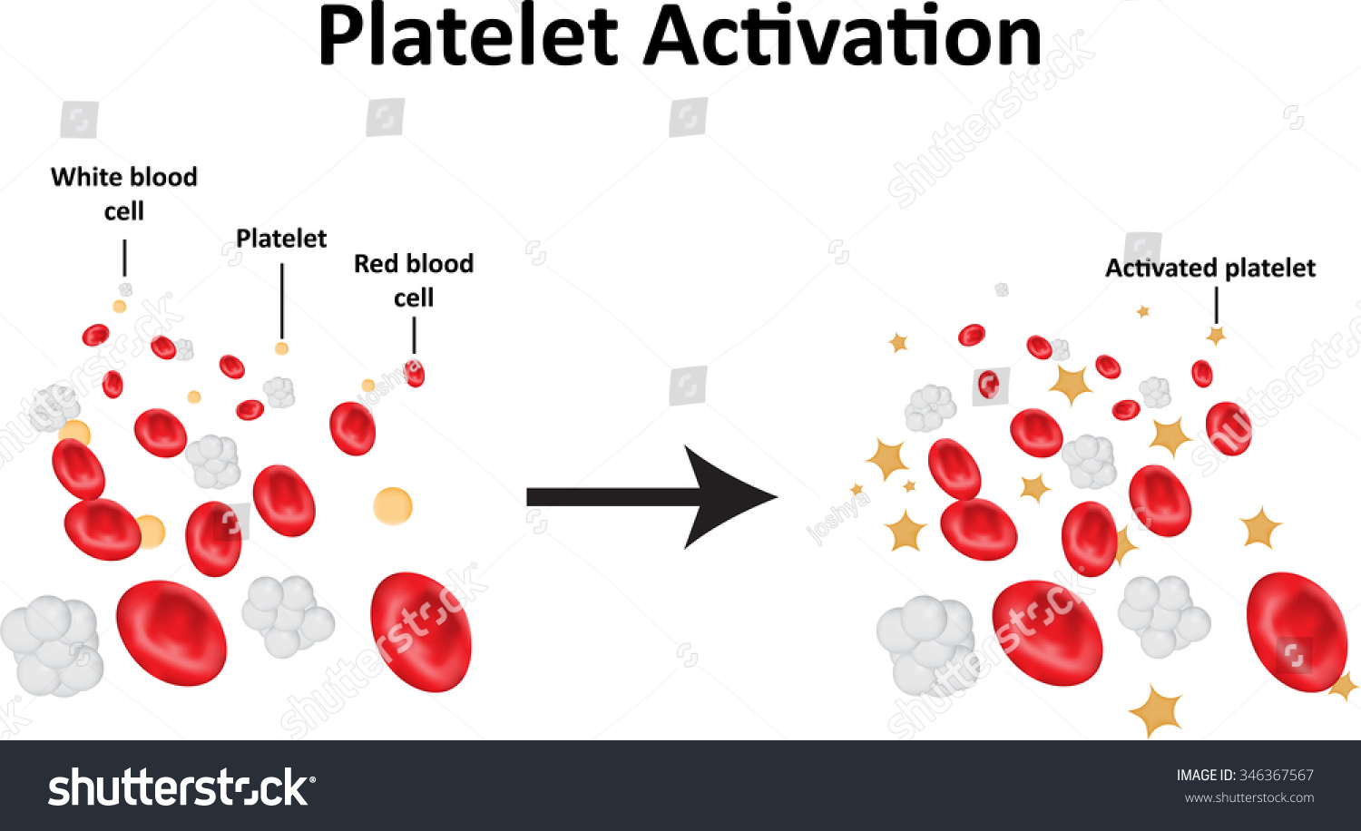 Platelet Activation 스톡 벡터(사용료 없음) 346367567 - Shutterstock