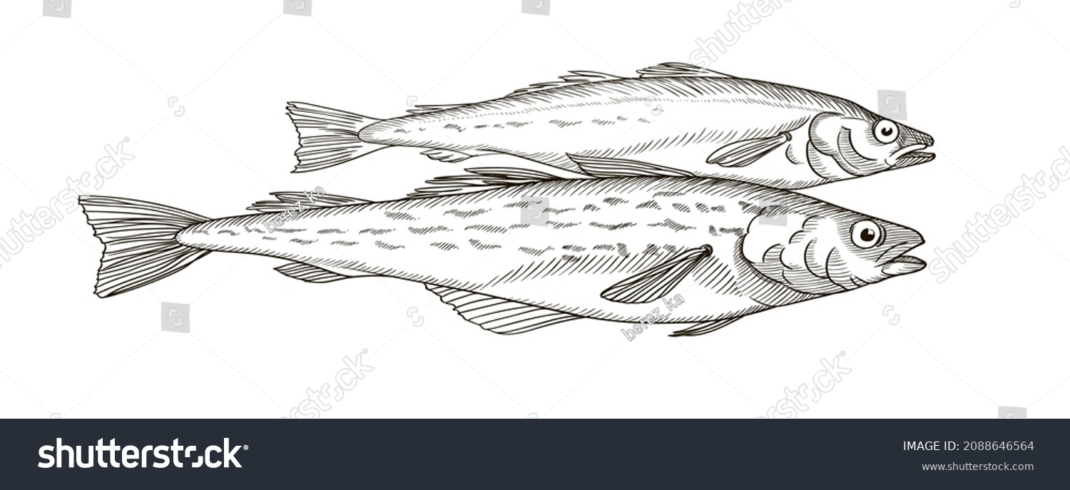 Pollock Fish Vector Graphics Drawings By Stock Vector (Royalty Free ...