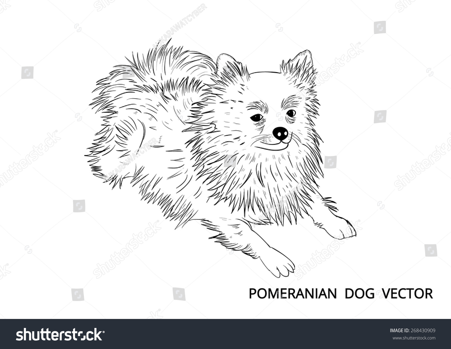 Pomeranian Dog Vector Drawing: เวกเตอร์สต็อก (ปลอดค่าลิขสิทธิ์ ...