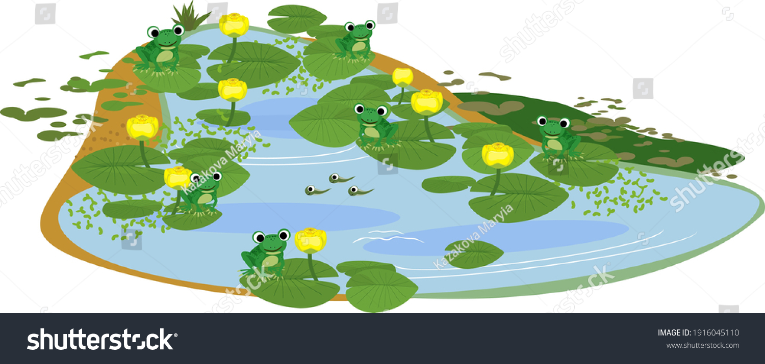 Pond Cartoon Frogs Tadpoles Pond Overgrown Stock Vector (Royalty Free ...