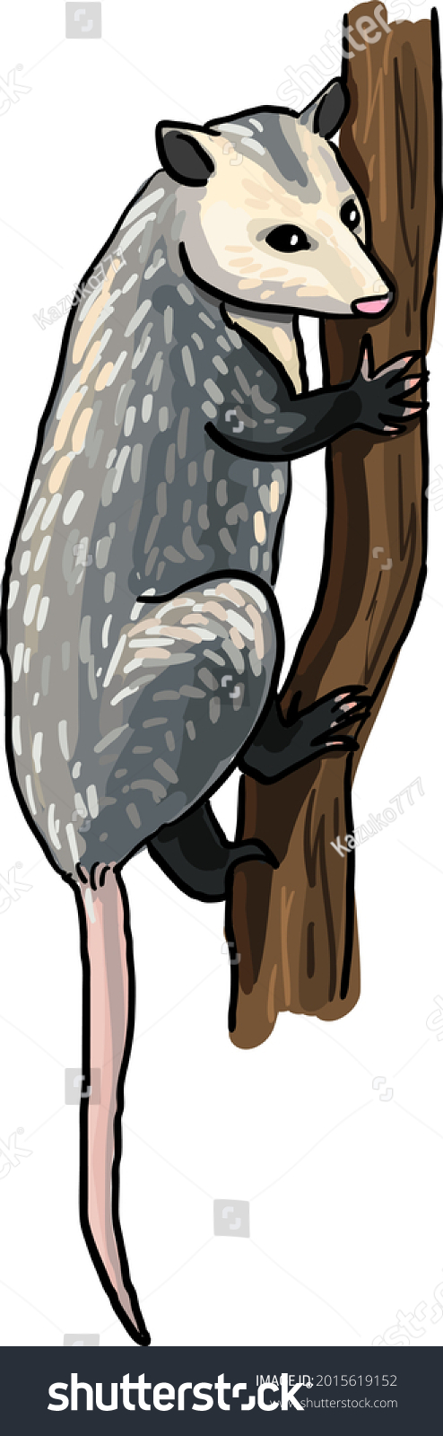 703 Possums vector Images, Stock Photos & Vectors | Shutterstock