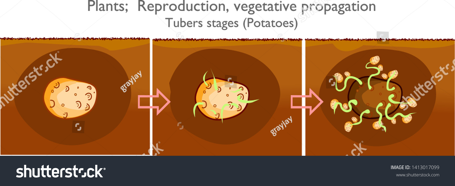 Potato Reproduction Tubers Stages Vegetative Propagation Stock Vector ... Potato Reproduction Tubers Stages Vegetative Propagation Stock Vector ...