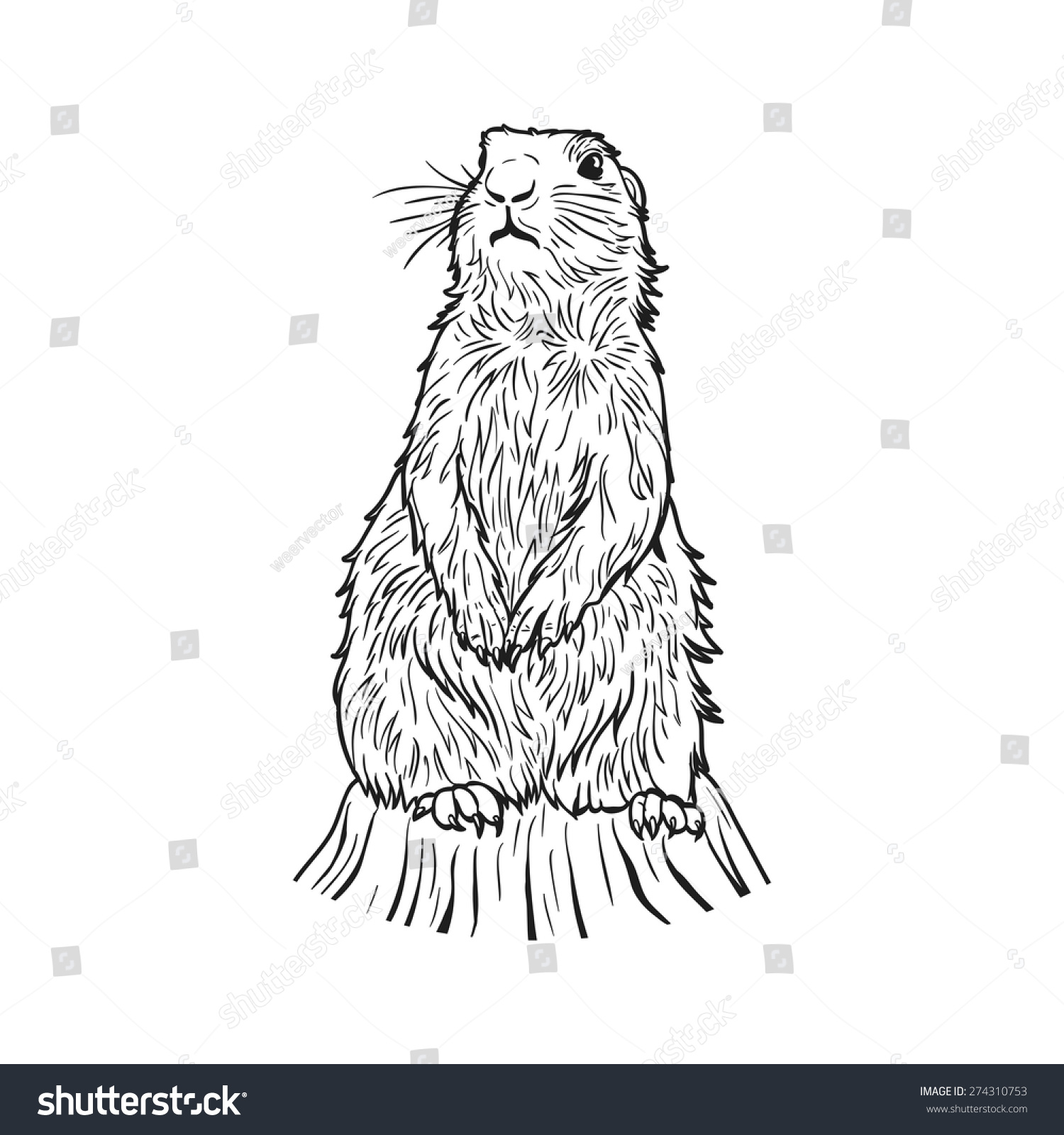 Prairie Dog Stock Vector (Royalty Free) 274310753 - Shutterstock
