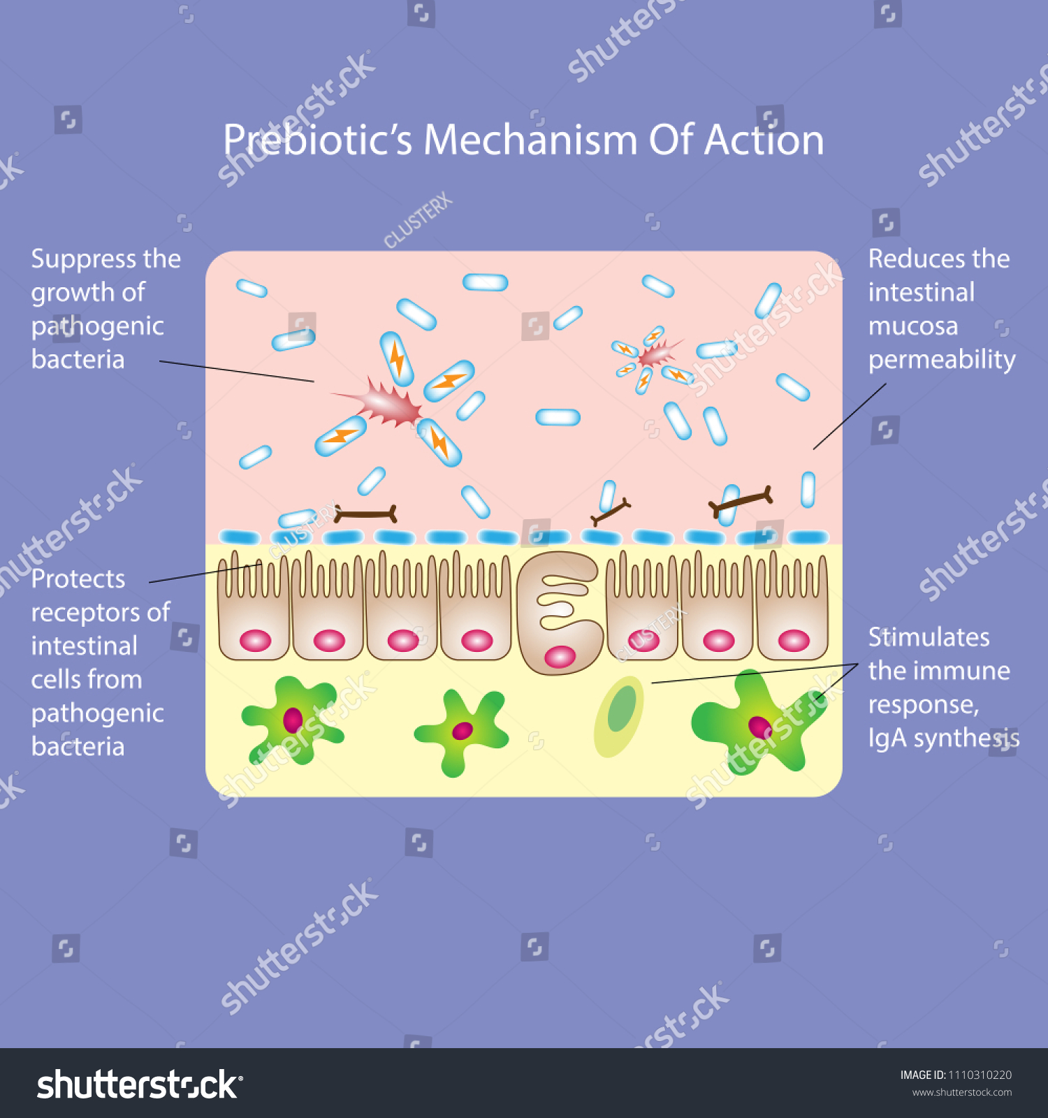 Prebiotics Probiotics Mechanism Action Medical Vector Stock Vector ... Prebiotics Probiotics Mechanism Action Medical Vector Stock Vector ...