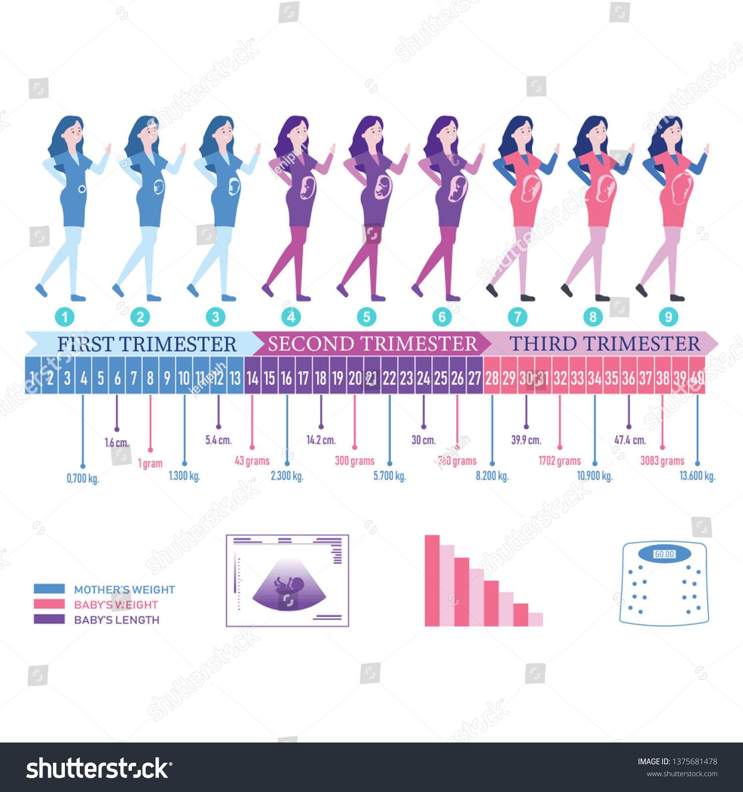 Pregnancy Visual Timeline Stock Vector (Royalty Free) 1375681478 ...