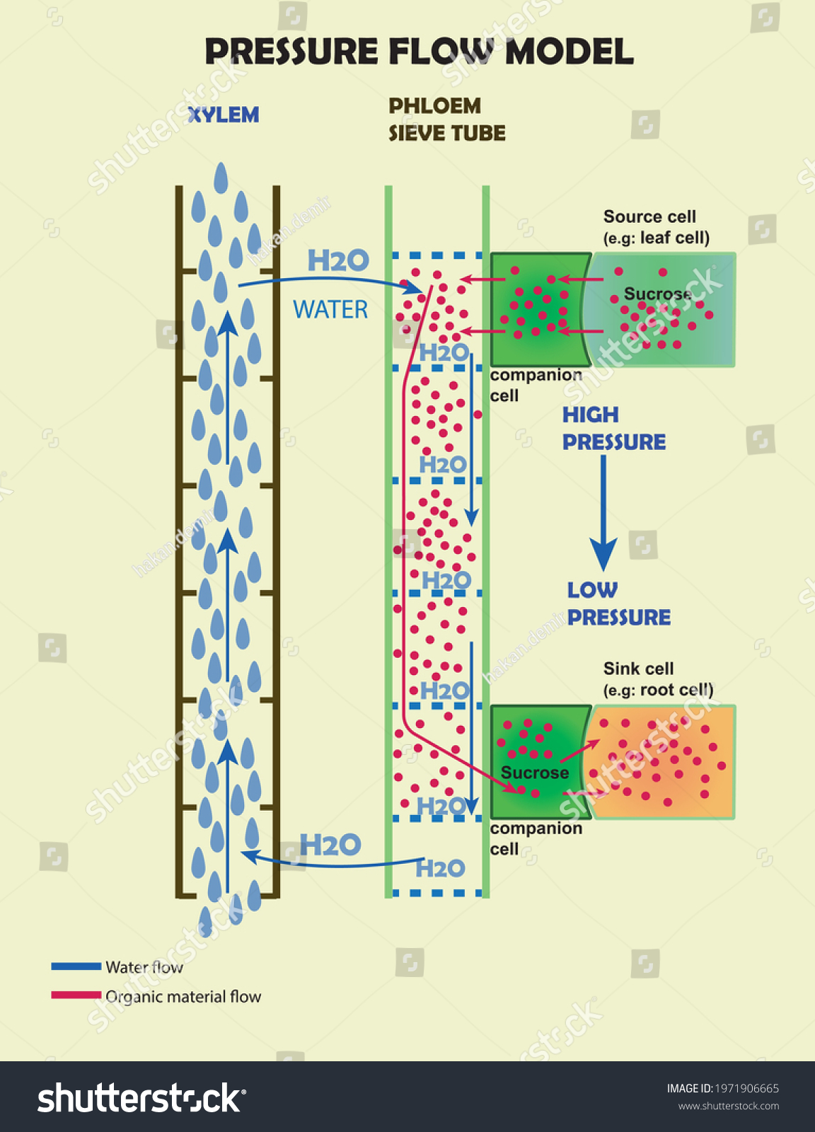 Pressure Flow Model Phloem Loading 库存矢量图（免版税）1971906665 | Shutterstock