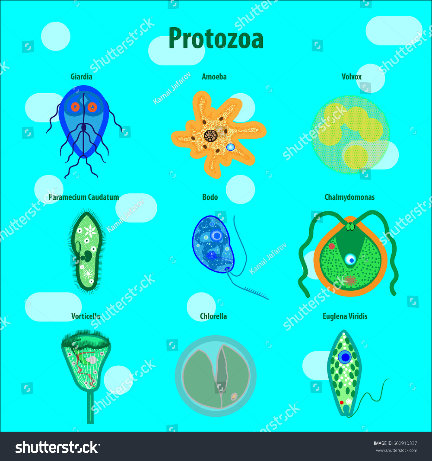 Vektor Stok Protozoa Unicellular Organisms (Tanpa Royalti) 662910337 ...