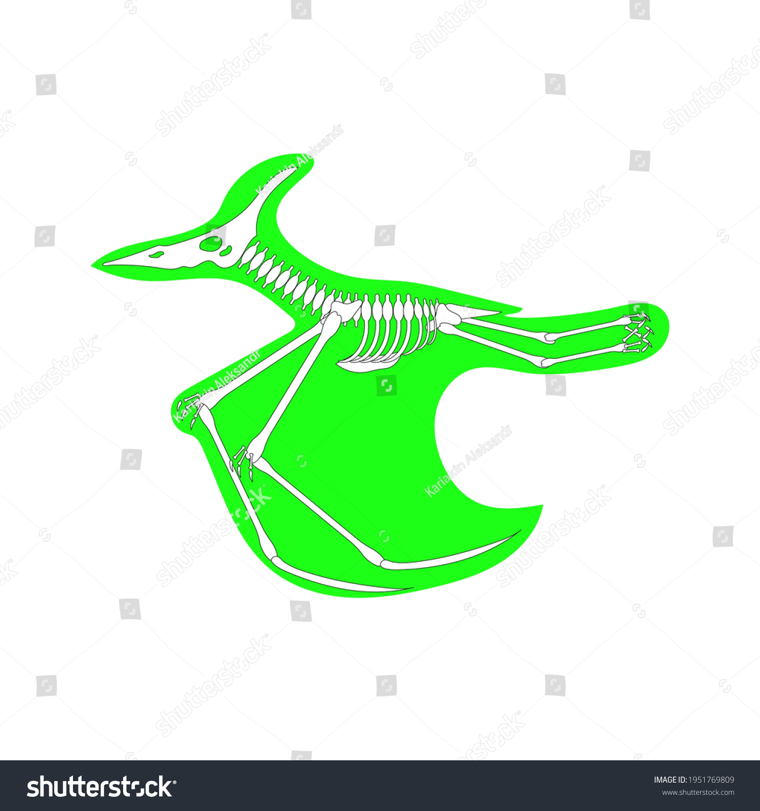 Pterodactyl Dinosaur Skeleton Vector Illustration Stock Vector (Royalty ...