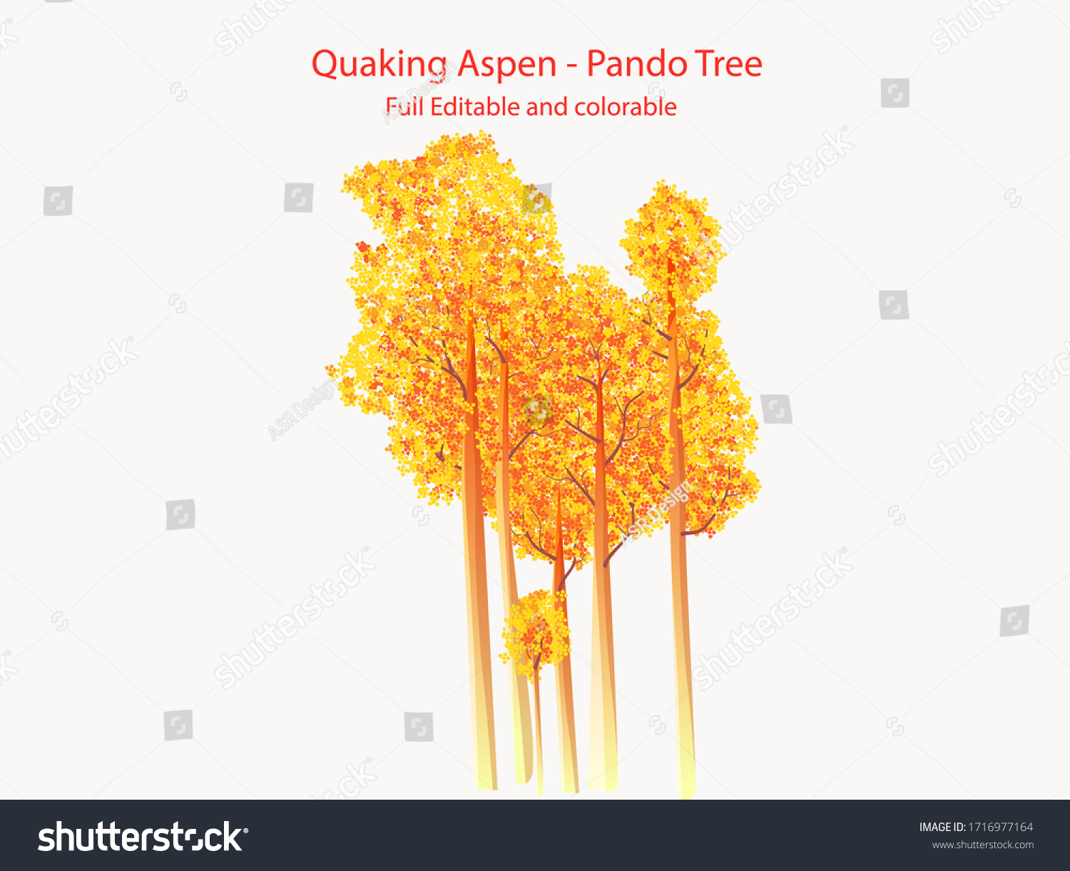 Quaking Aspen Pando Tree Flat Vector Stock Vector (Royalty Free ...