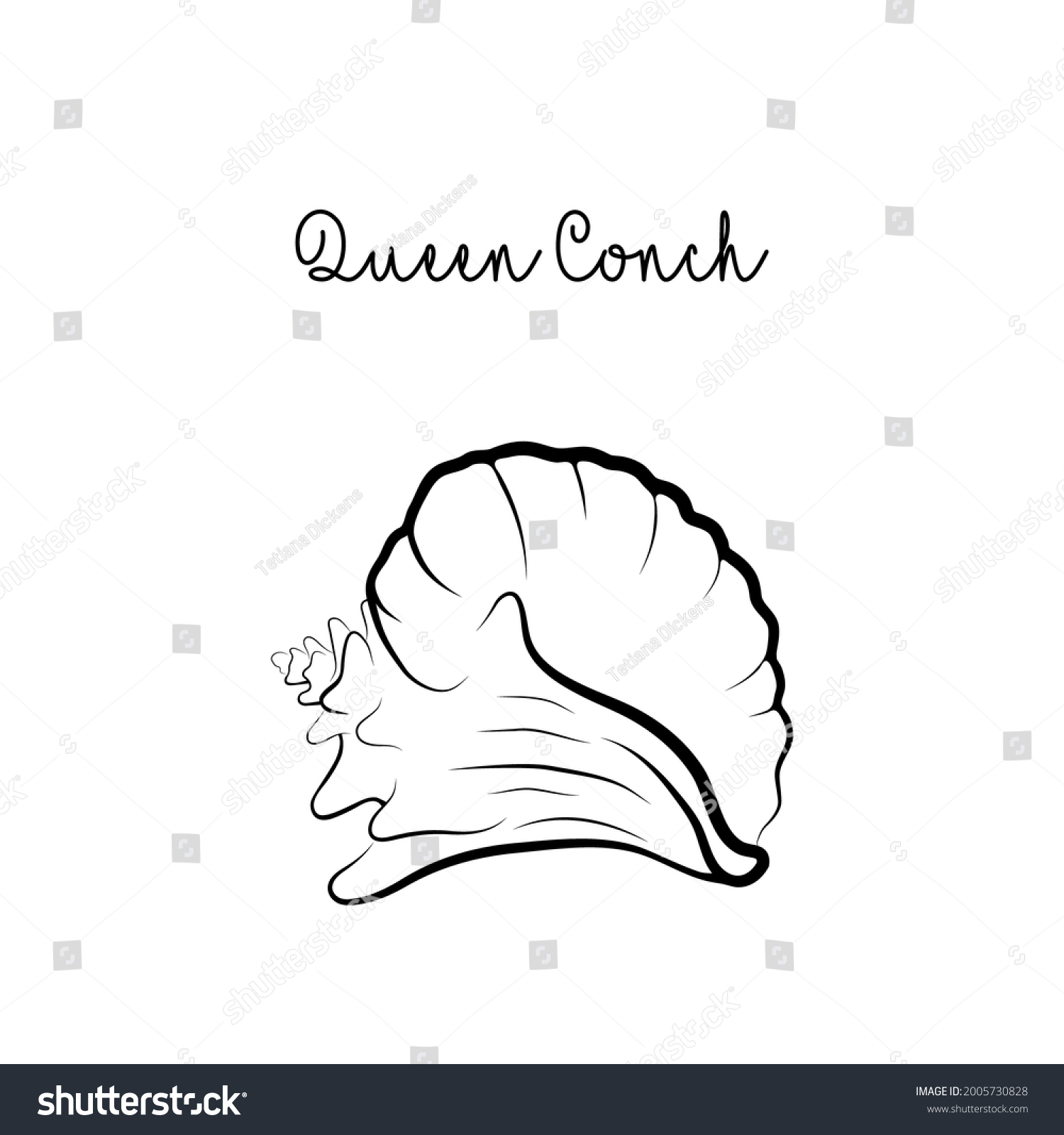 Queen Conch Black White Vector Stock Vector (Royalty Free) 2005730828