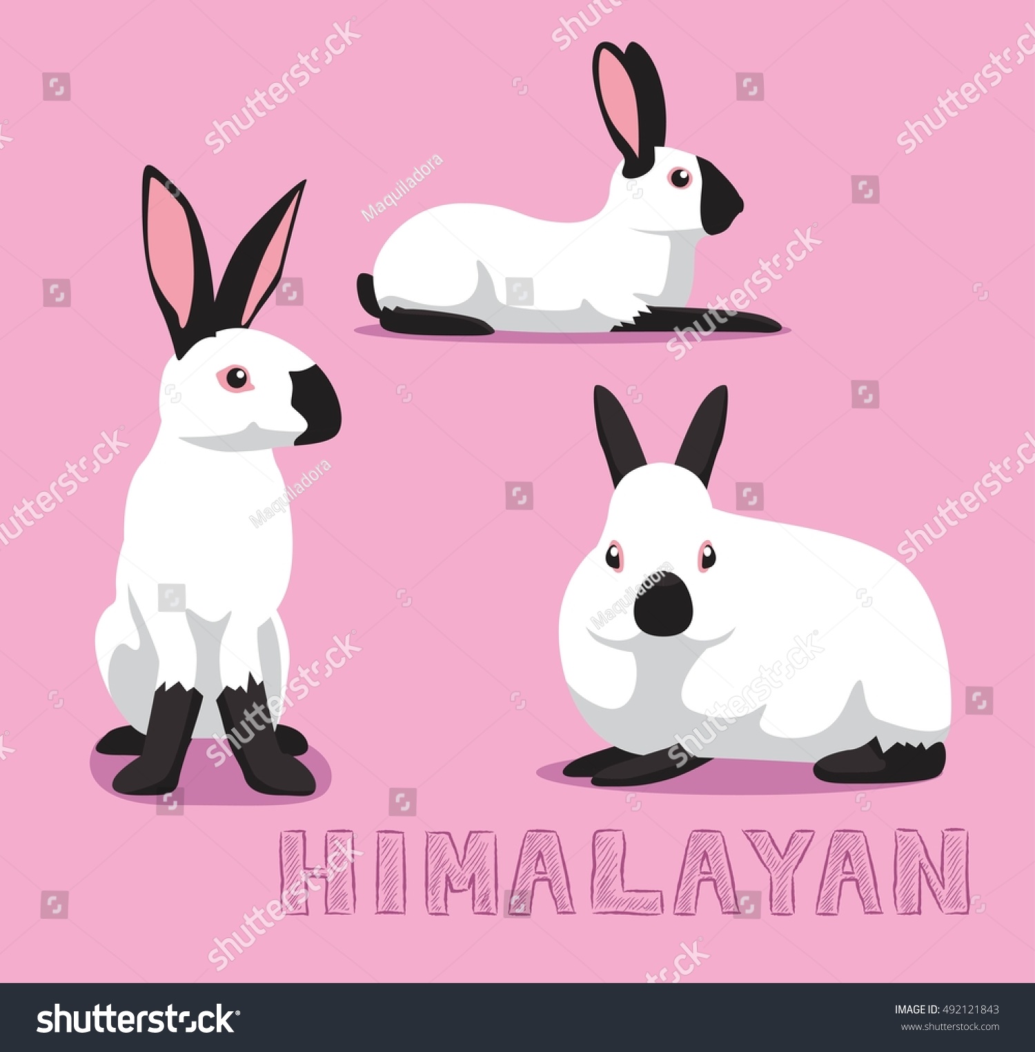 Rabbit Himalayan Cartoon Vector Illustration: เวกเตอร์สต็อก (ปลอดค่า ...